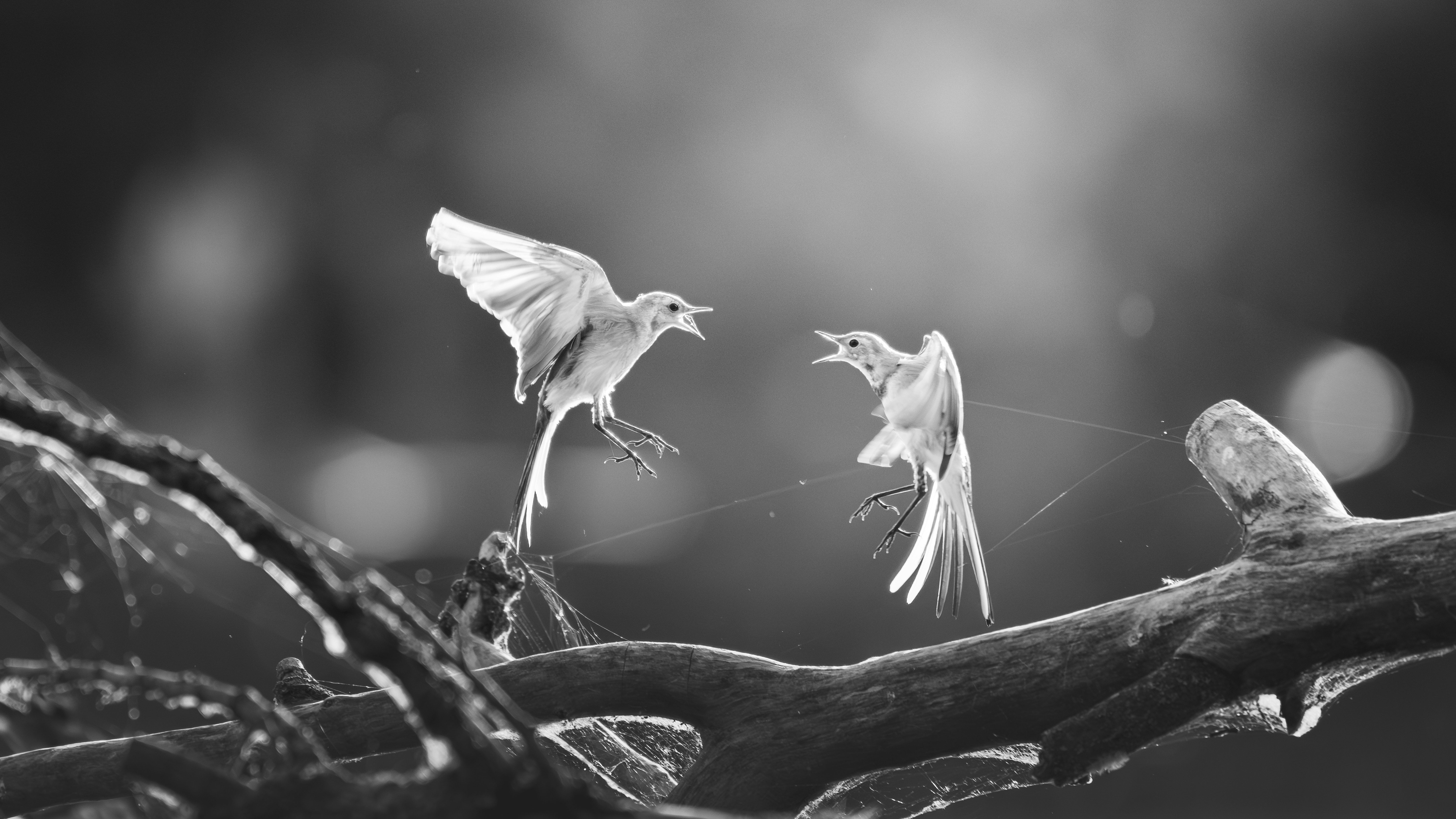 Winged Dialogue in Monochrome: Two Doves Confront Mid-Flight Above a Weathered Branch