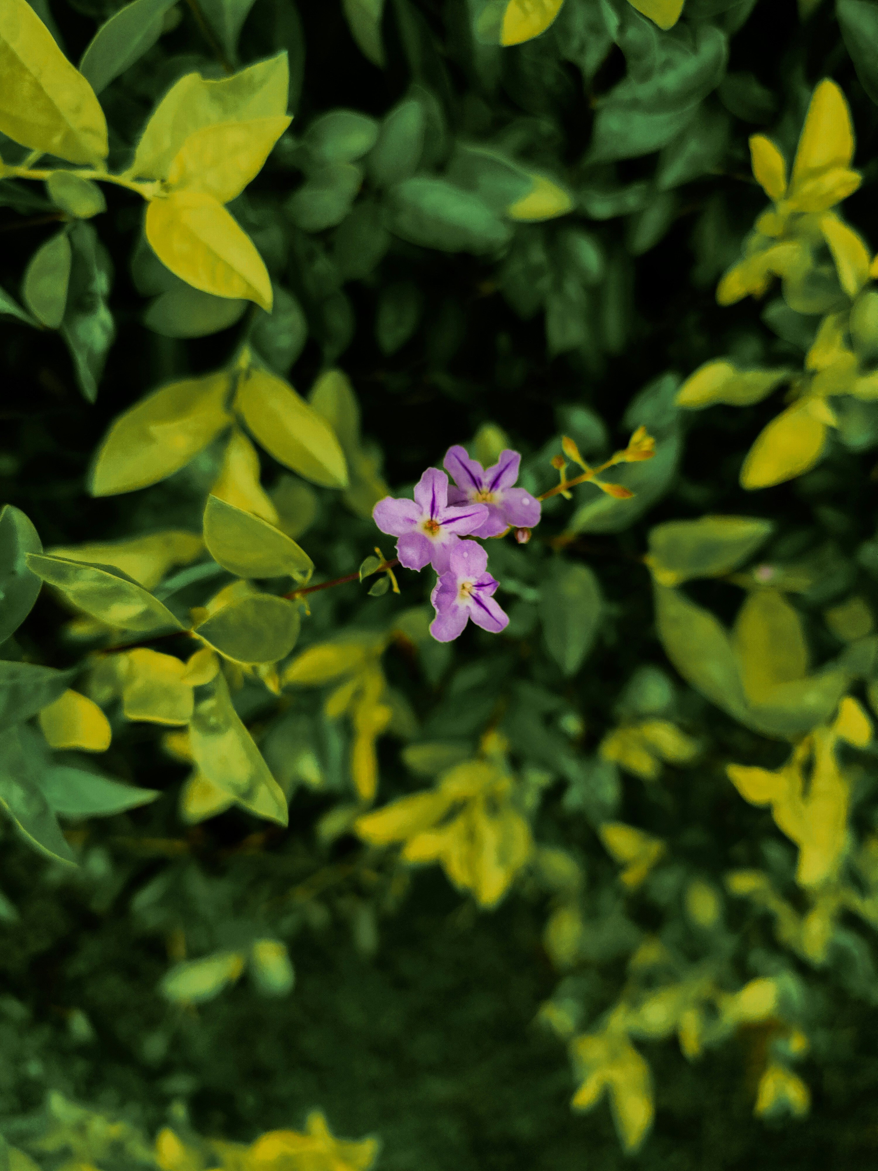 Sodium Titanate (@unseenshe) | Unsplash Photo Community