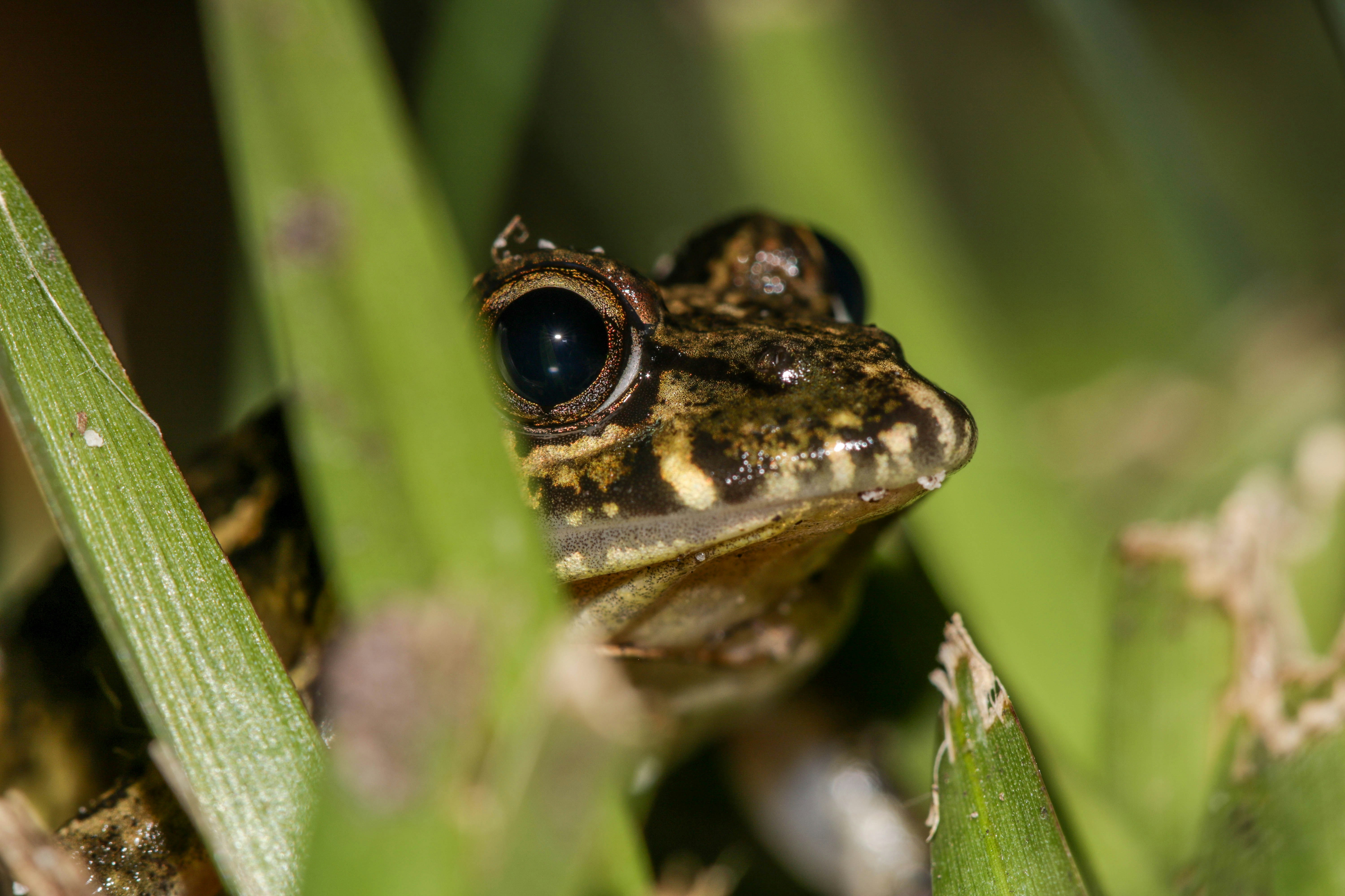 A close-up of a frog peering through blades of grass, showcasing its detailed features and vibrant eyes.