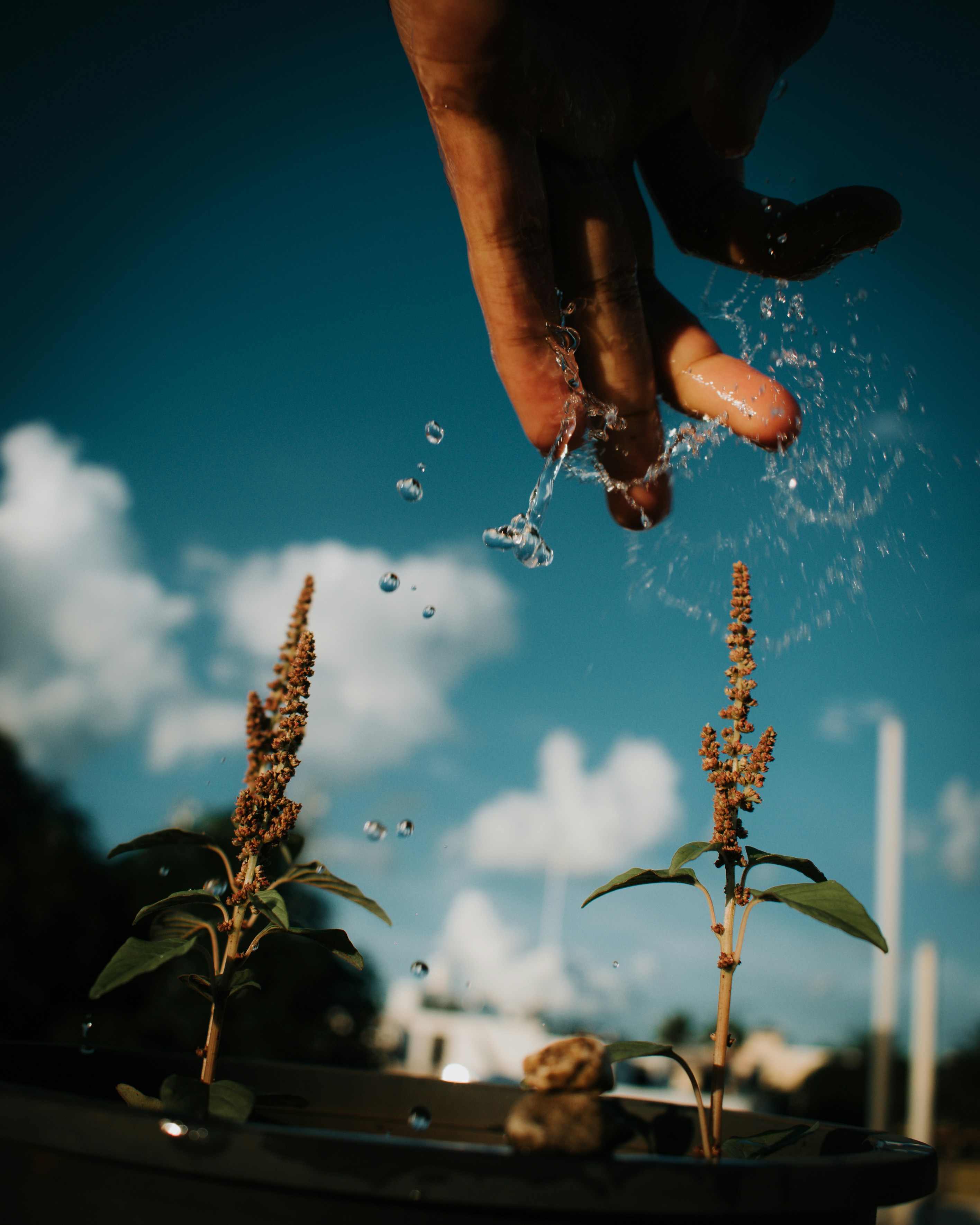 Droplet Arc Over Sunlit Seedlings: A Hand Watering Moment