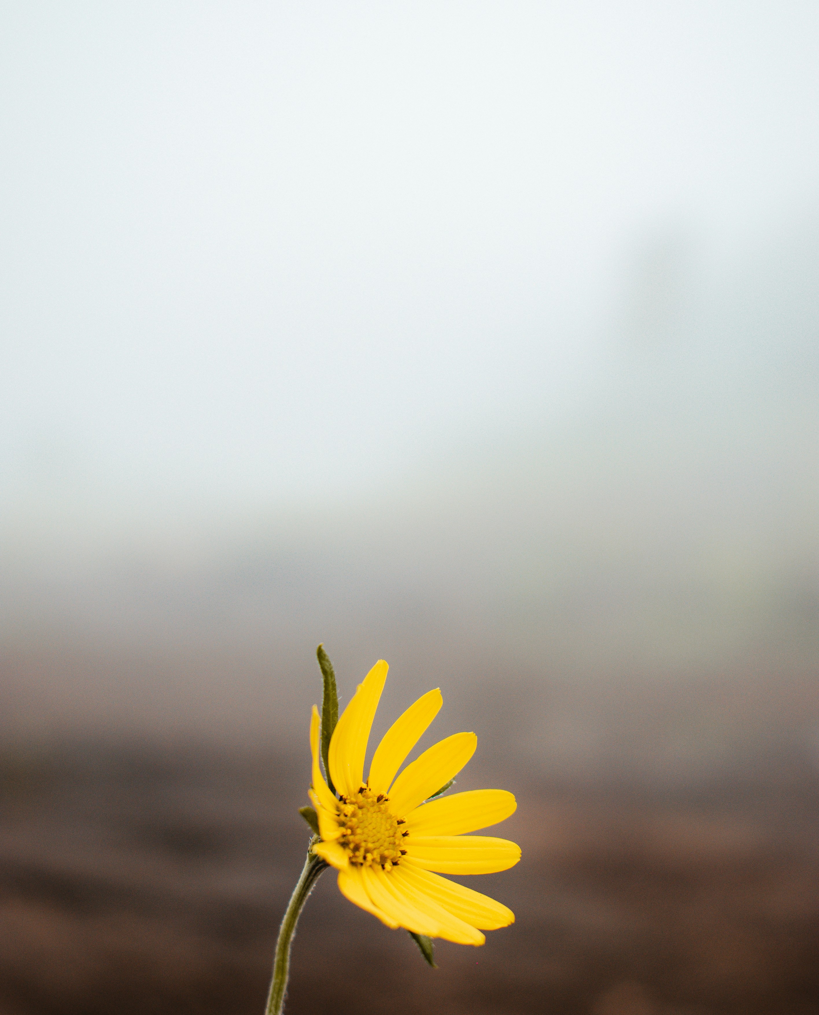 A single yellow flower stands against a misty backdrop.