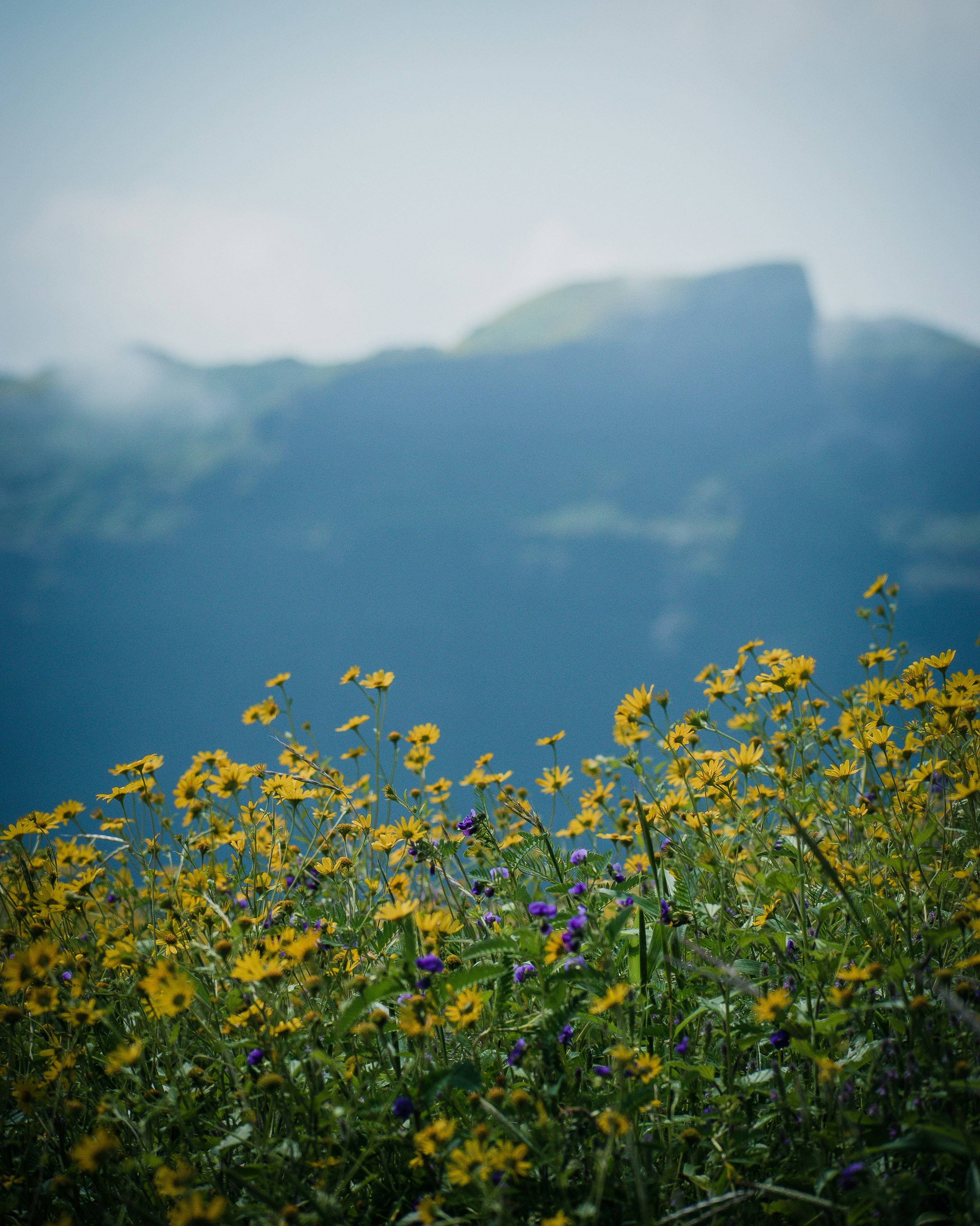 Photo by Sagar Kulkarni with Nikon D5600