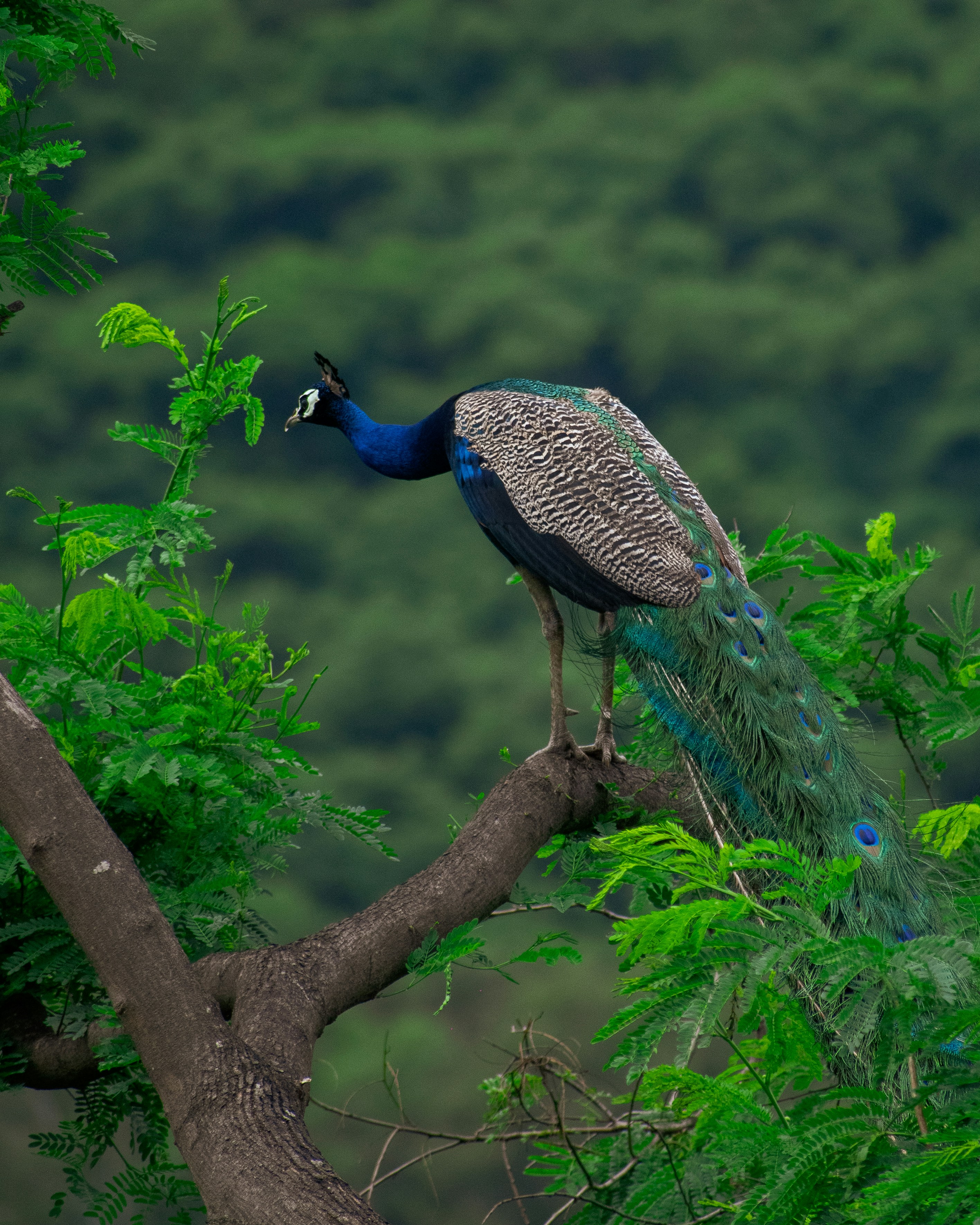 A peacock elegantly perched on a branch, showcasing its vibrant plumage amidst lush greenery. The scene captures the essence of nature's beauty.