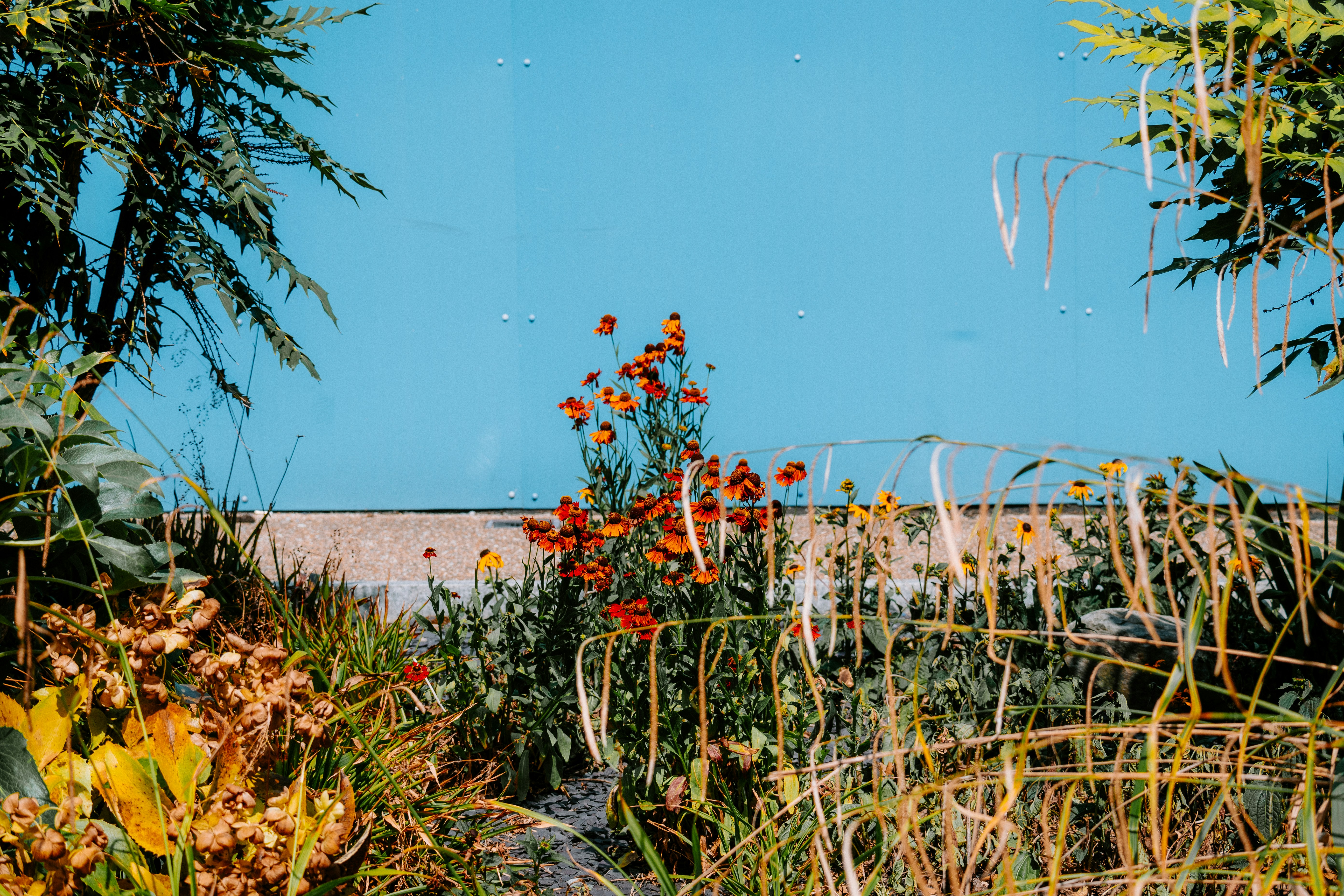 Colorful wildflowers flourish in front of a bright blue backdrop, showcasing nature's beauty in an urban setting.