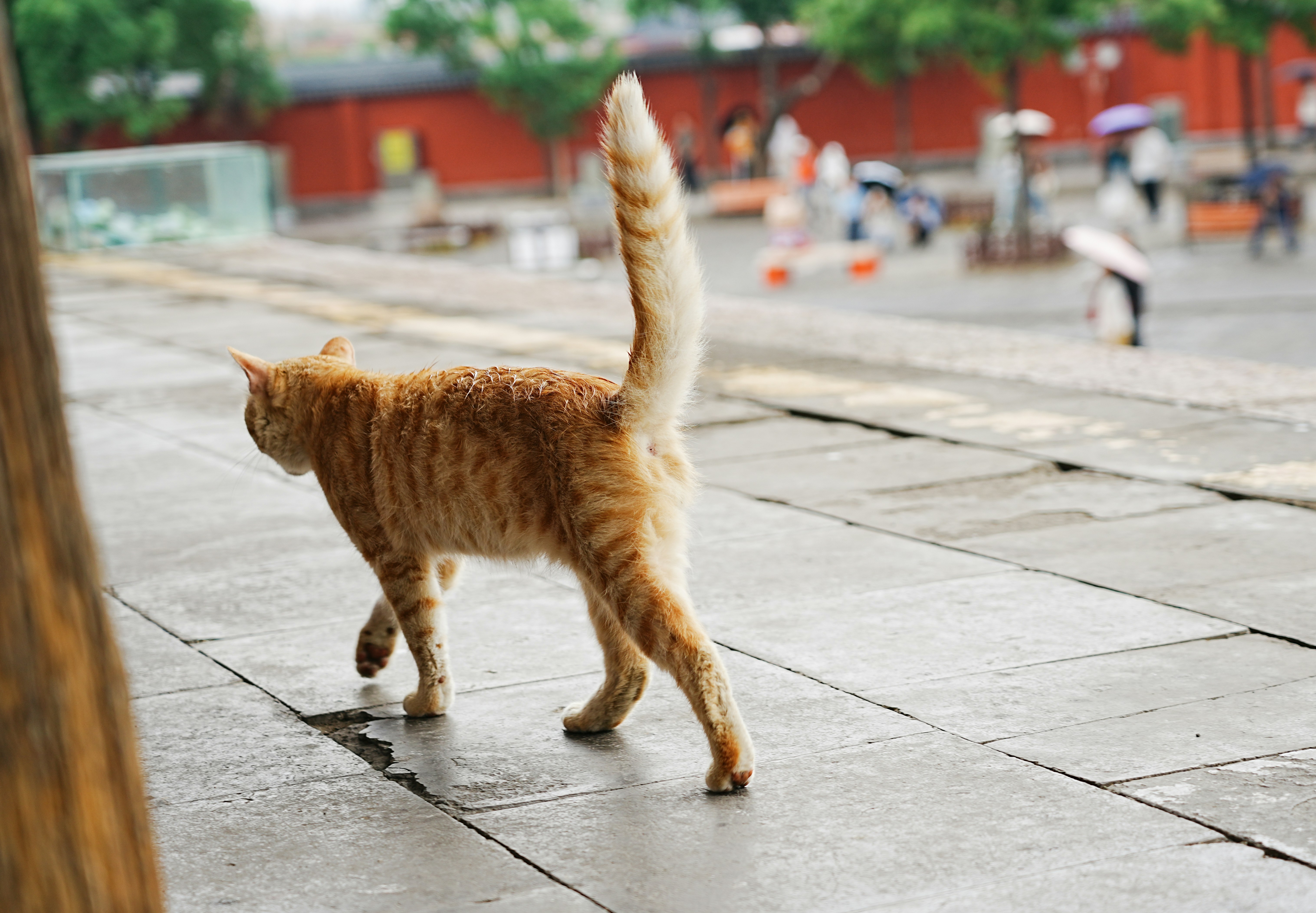 An orange tabby cat gracefully walks along a wet stone path, with blurred figures in the background. The scene captures a moment of urban life intertwined with nature.