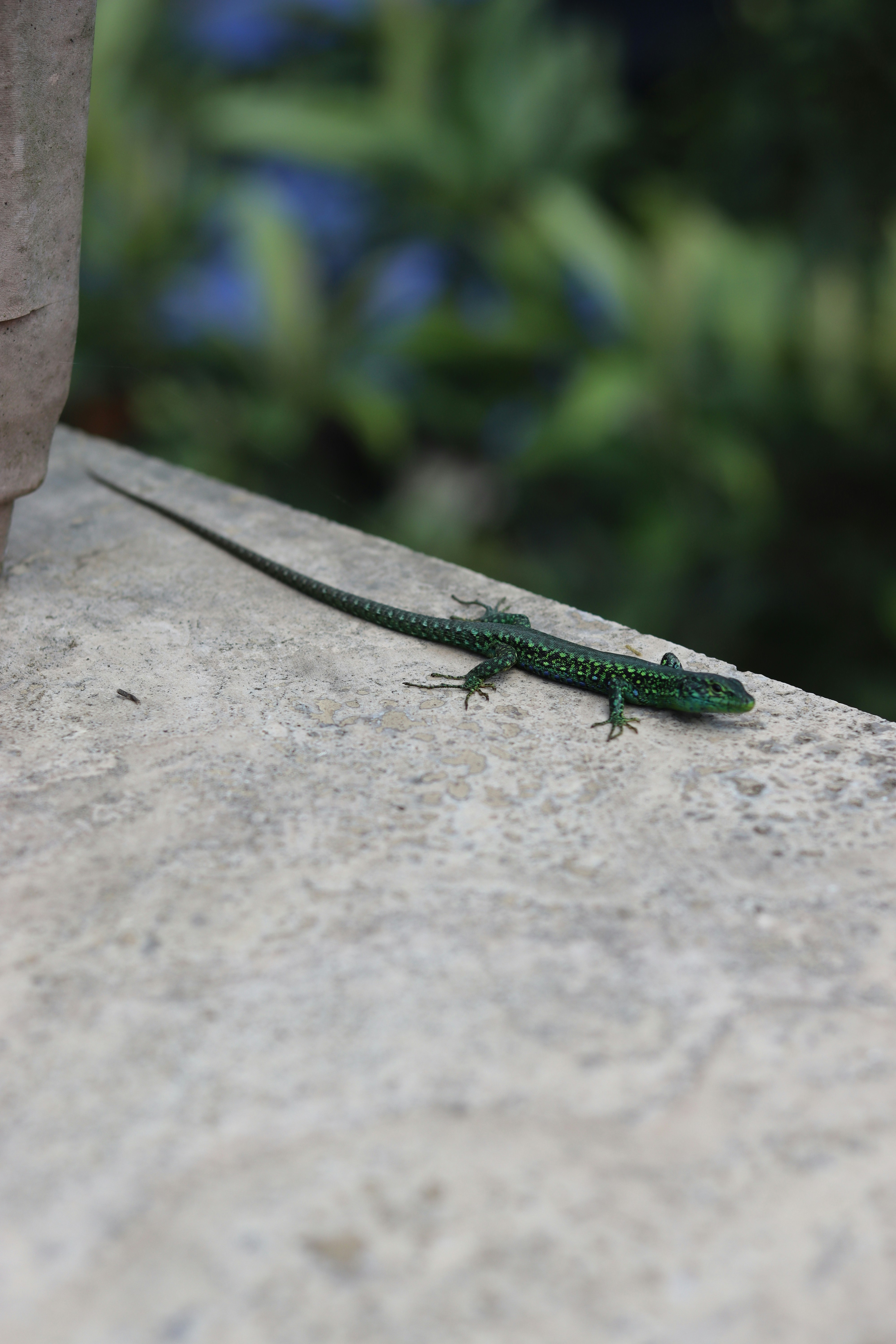 Emerald Sentinel: A Lizard's Perch