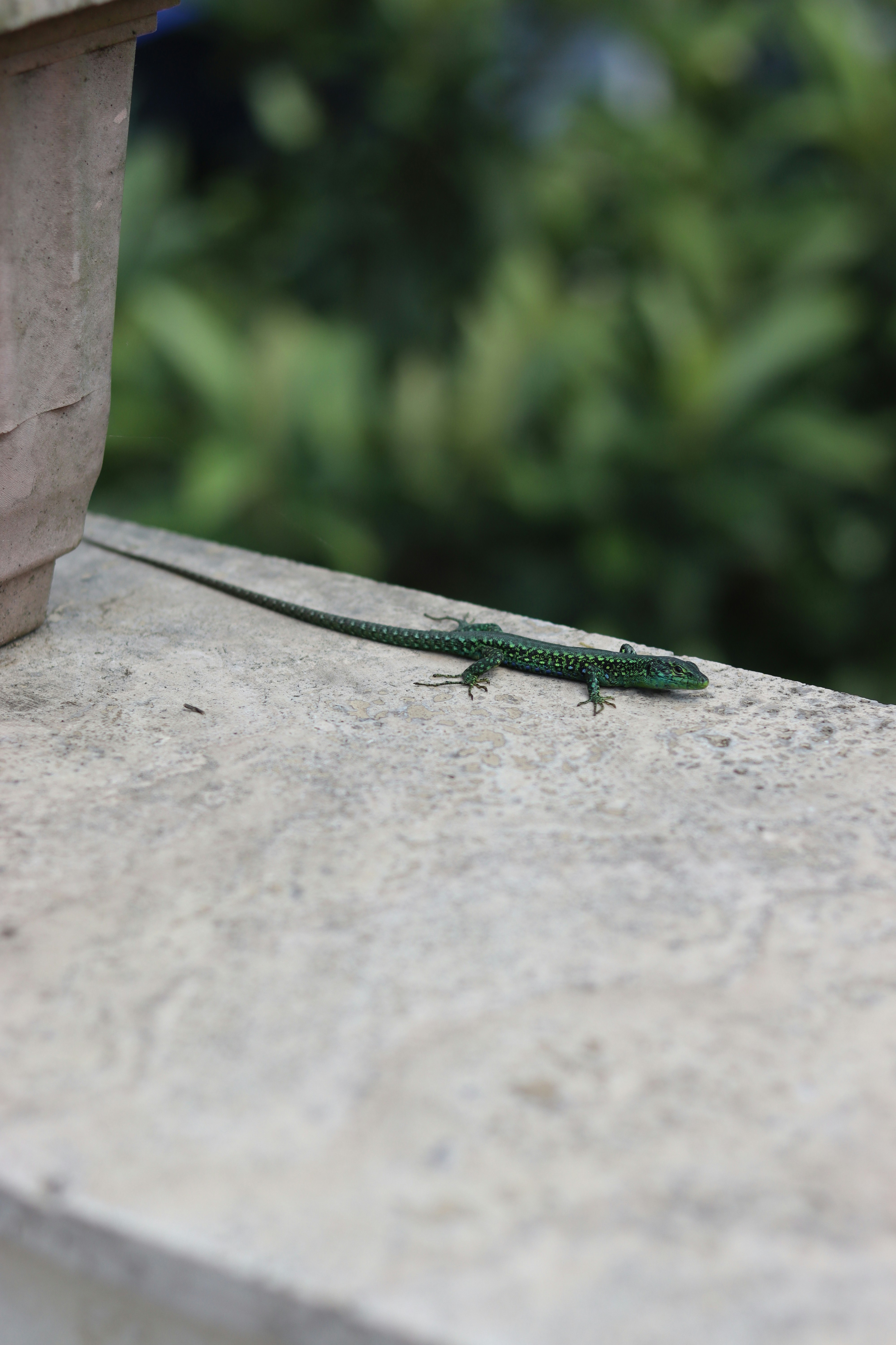 A green lizard sits on a concrete surface.