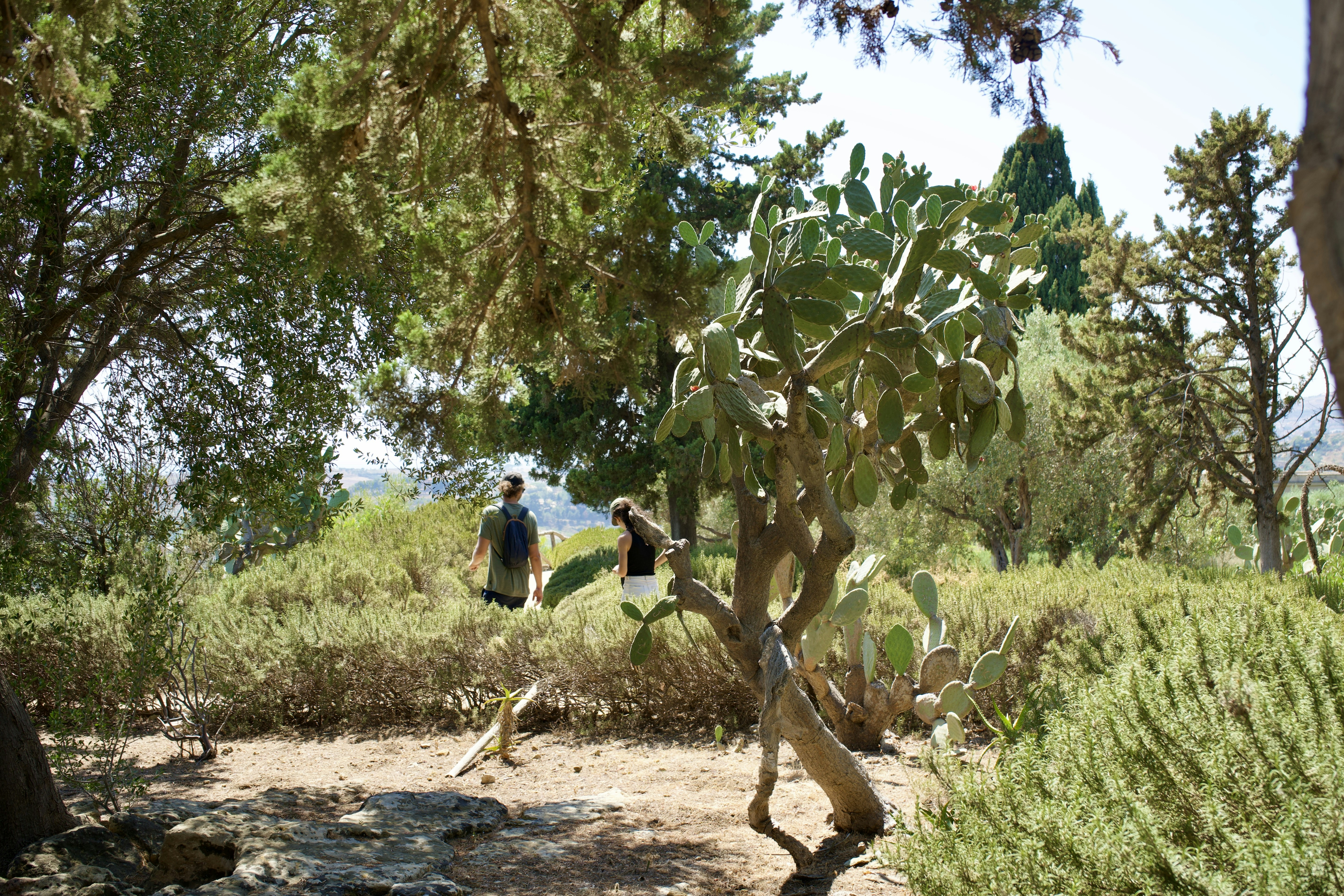 Two individuals walking through a lush landscape filled with diverse greenery and cacti, capturing a moment of tranquility in nature.