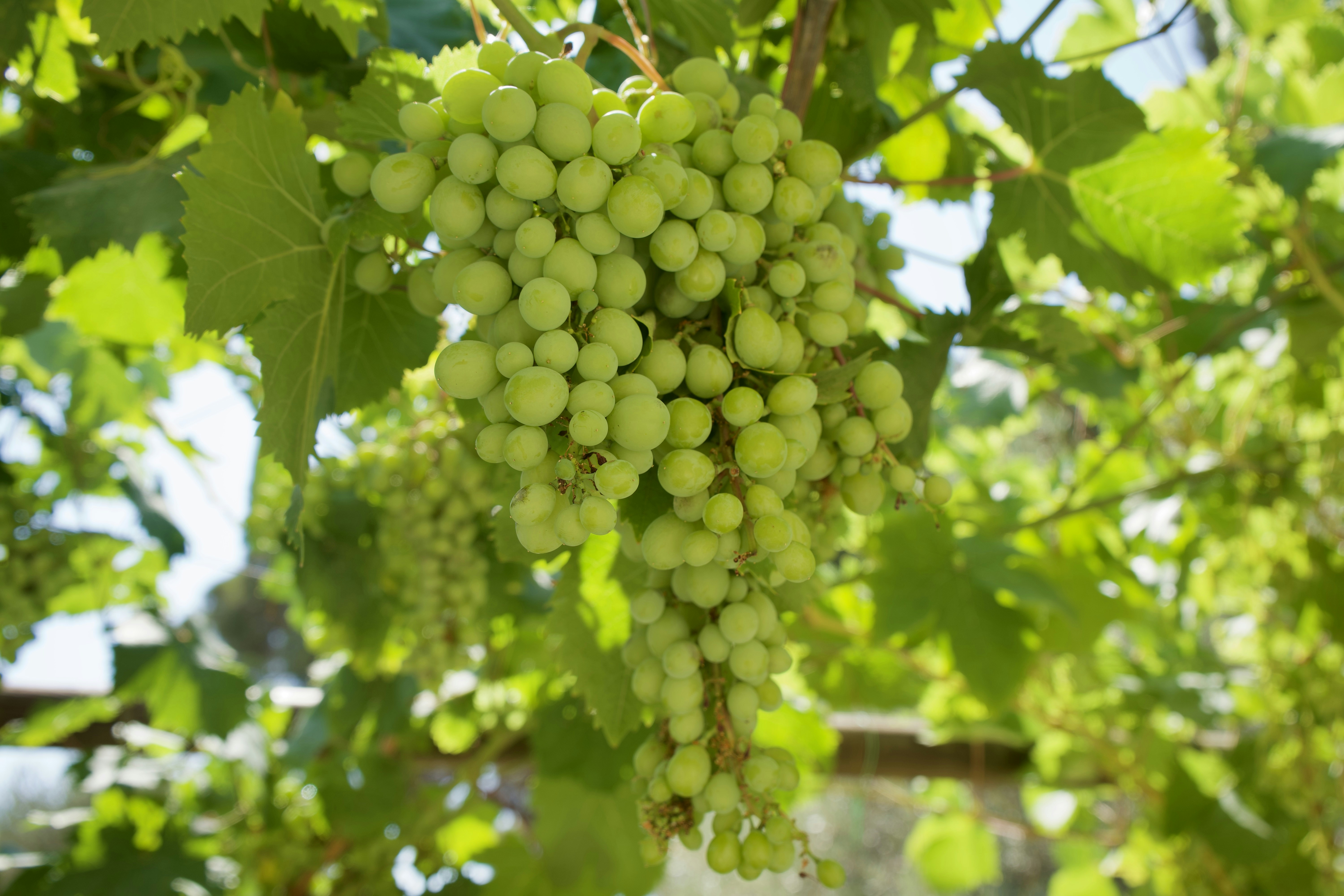 Green grapes hang heavily from the vine.