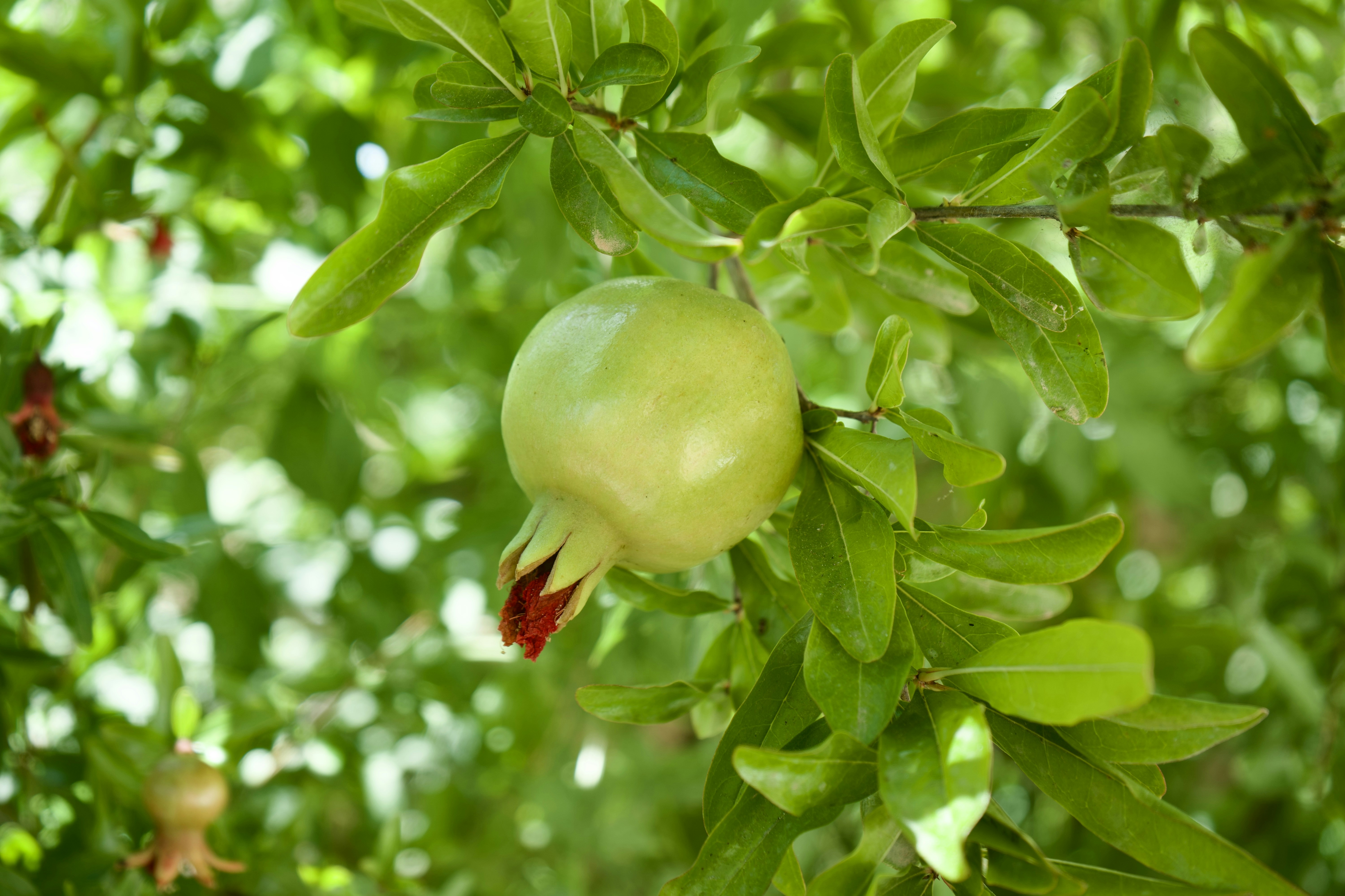 A green pomegranate hangs from a branch.