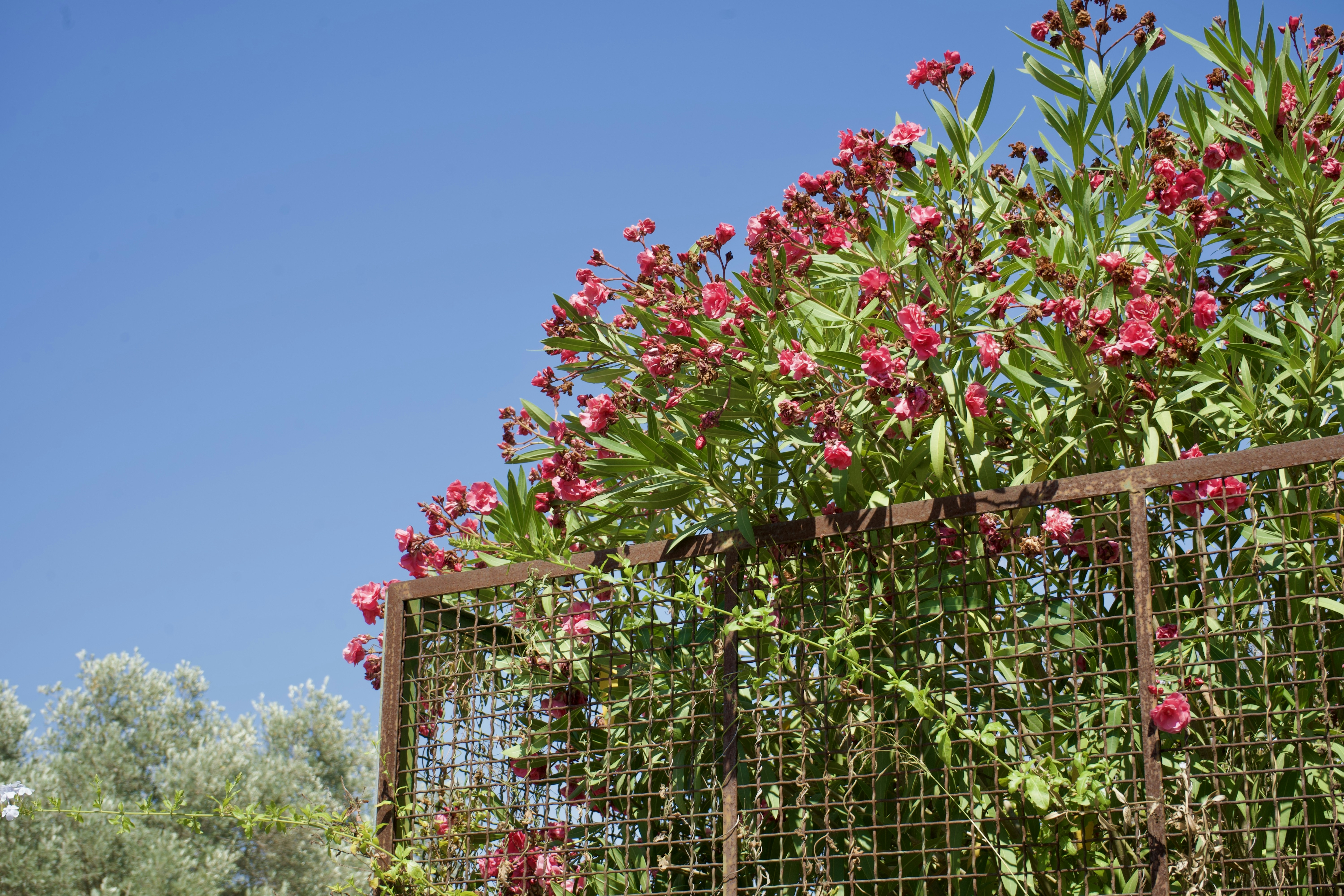 Pink Climbers on a Rusted Fence Beneath a Cerulean Sky