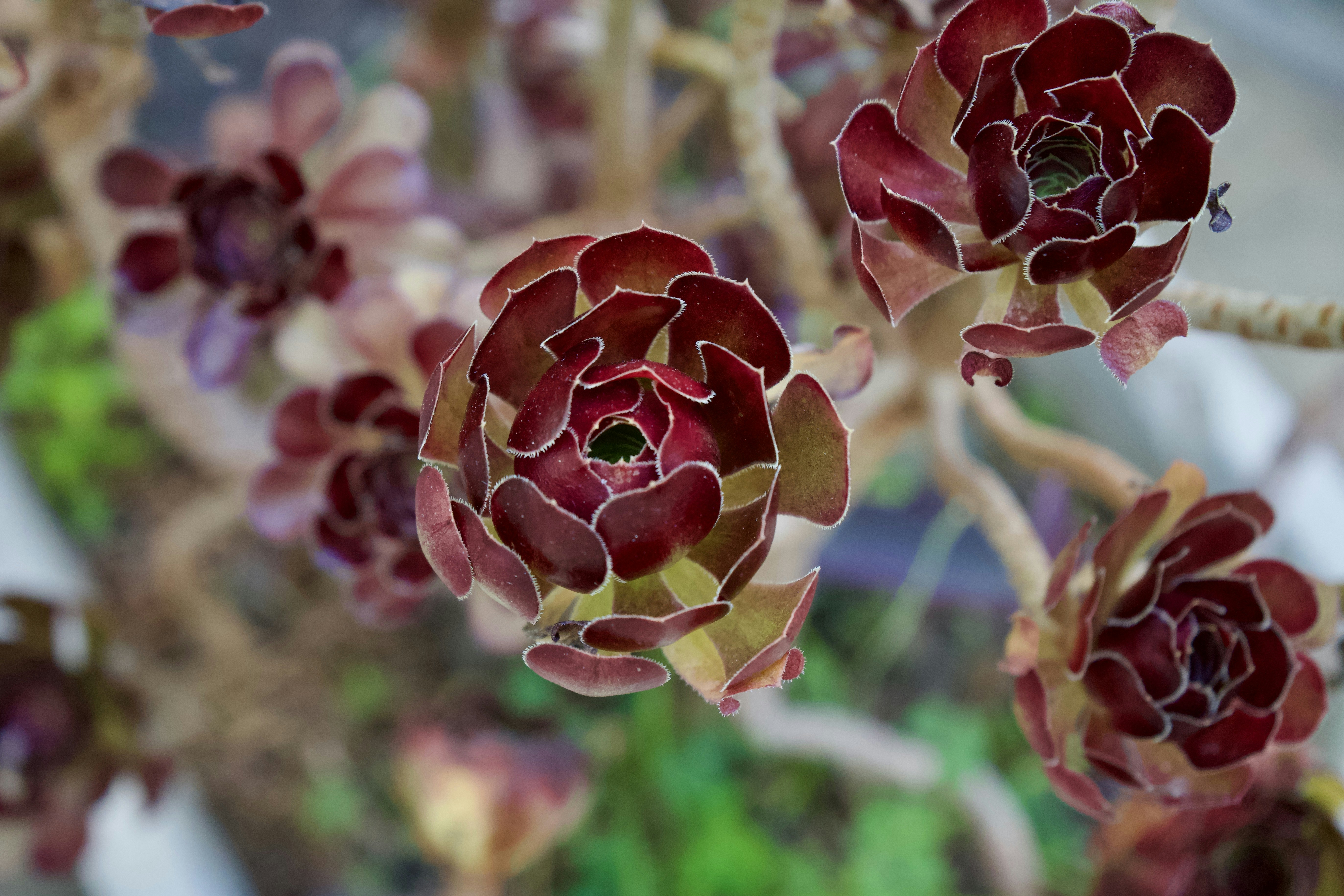 Crimson Rosettes: A Close-Up Crown of Desert Color