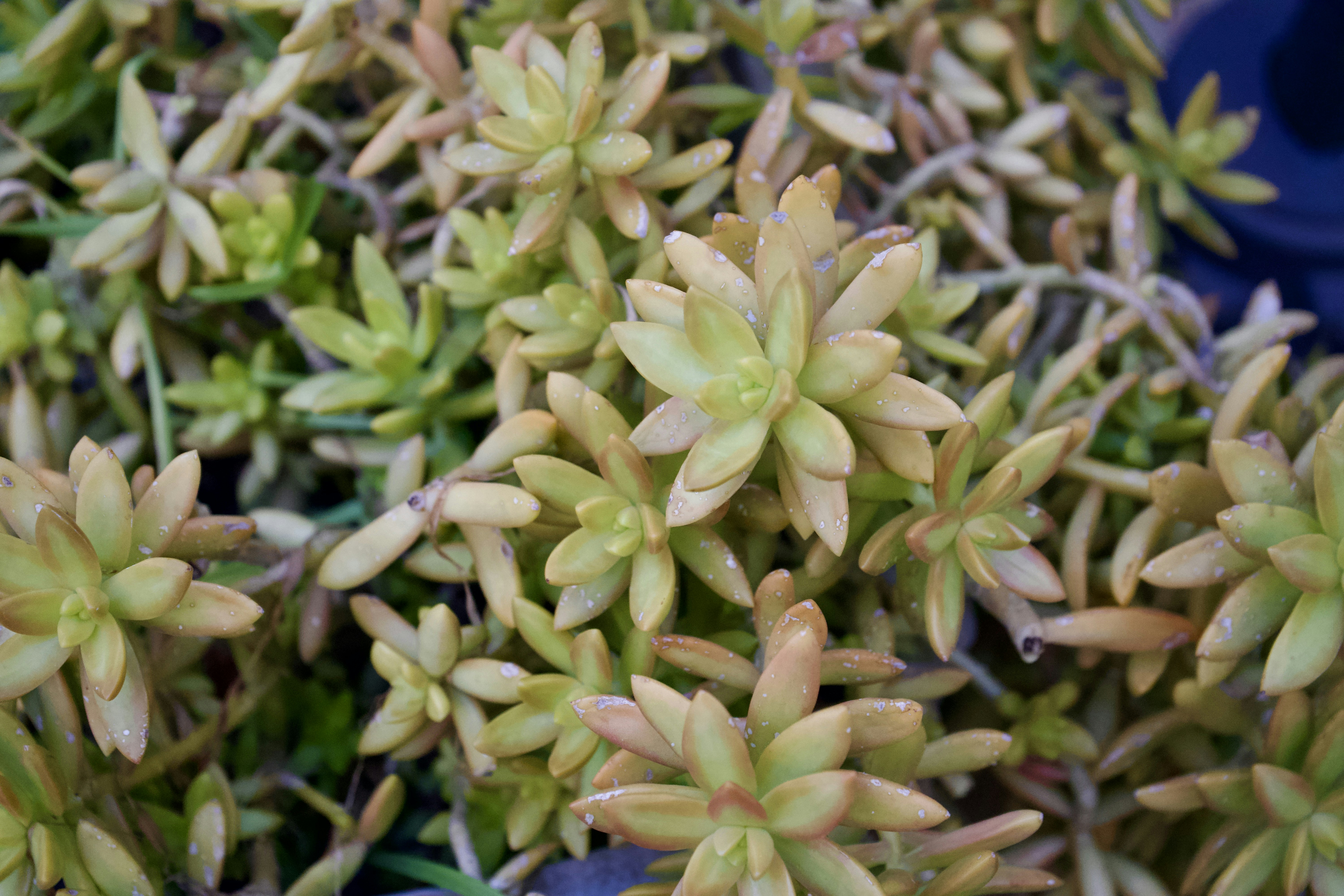 Photo by Meizhi Lang with Sony Alpha 7 III