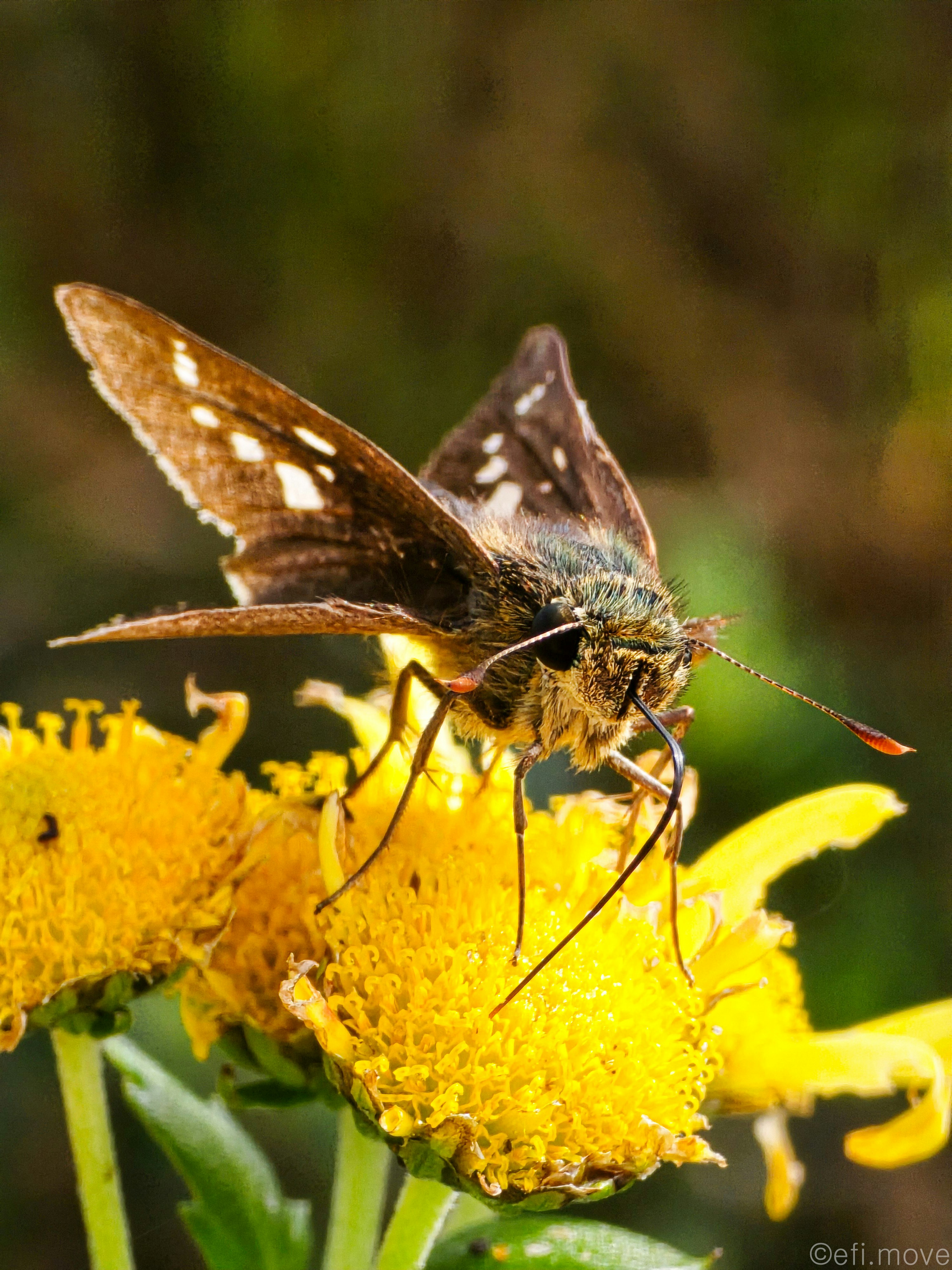 Sunlit Nectar Hunter: Hawk Moth on a Golden Bloom