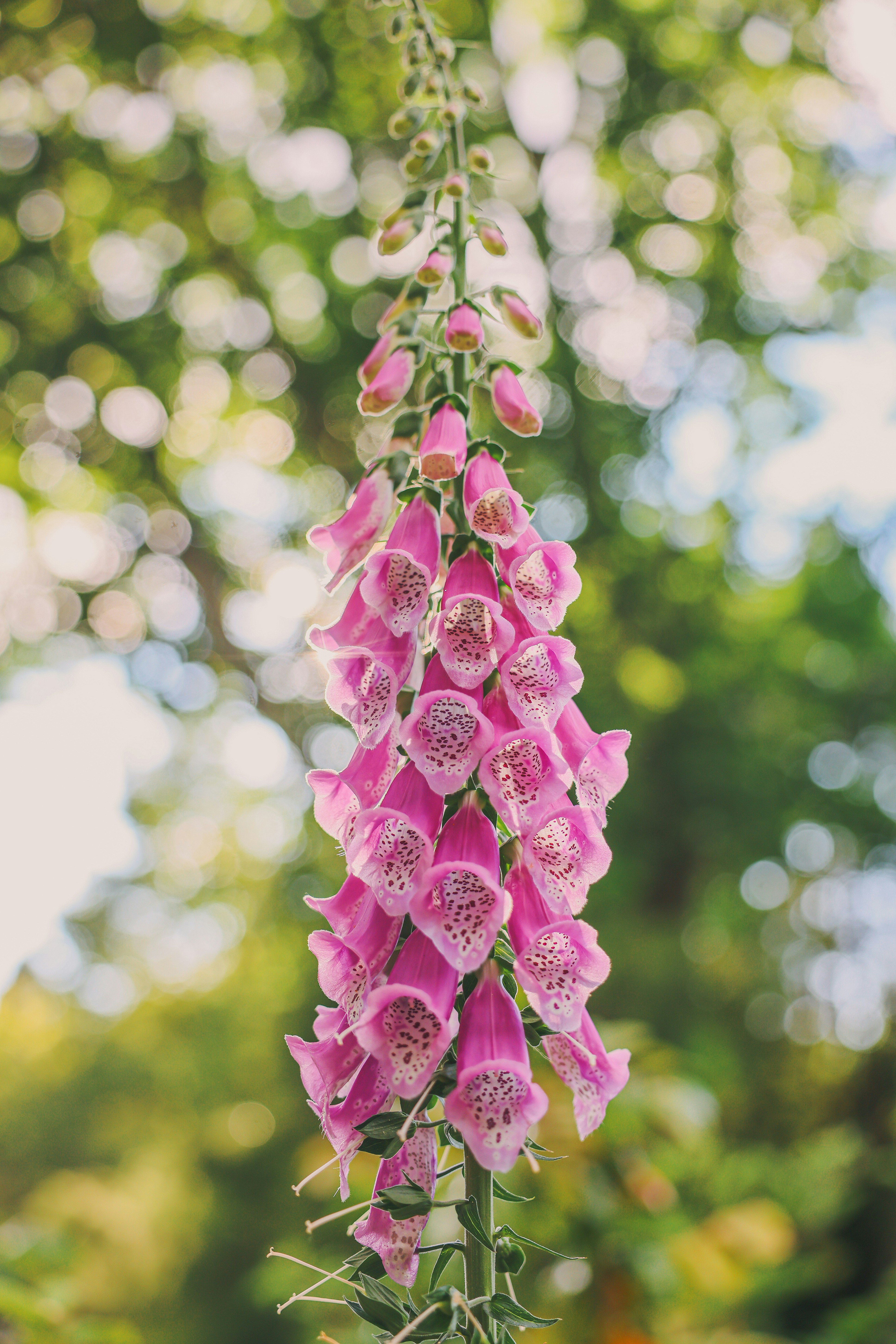 A tall spike of vibrant pink foxglove flowers stands out beautifully against a softly blurred green background. The delicate bell-shaped blooms create an elegant, almost whimsical touch in the natural setting.