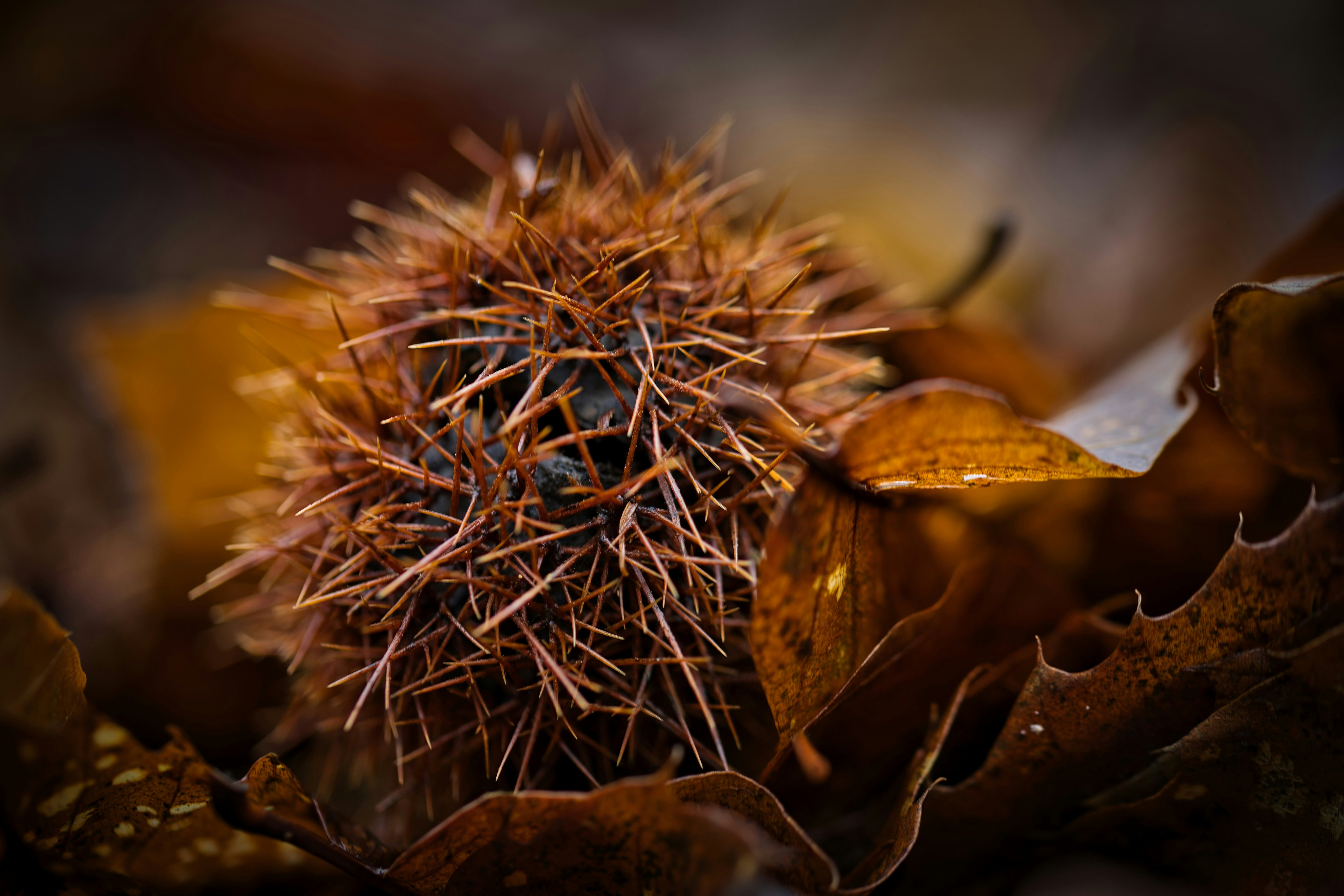Nature's Prickly Treasure: The Chestnut's Hidden Charm