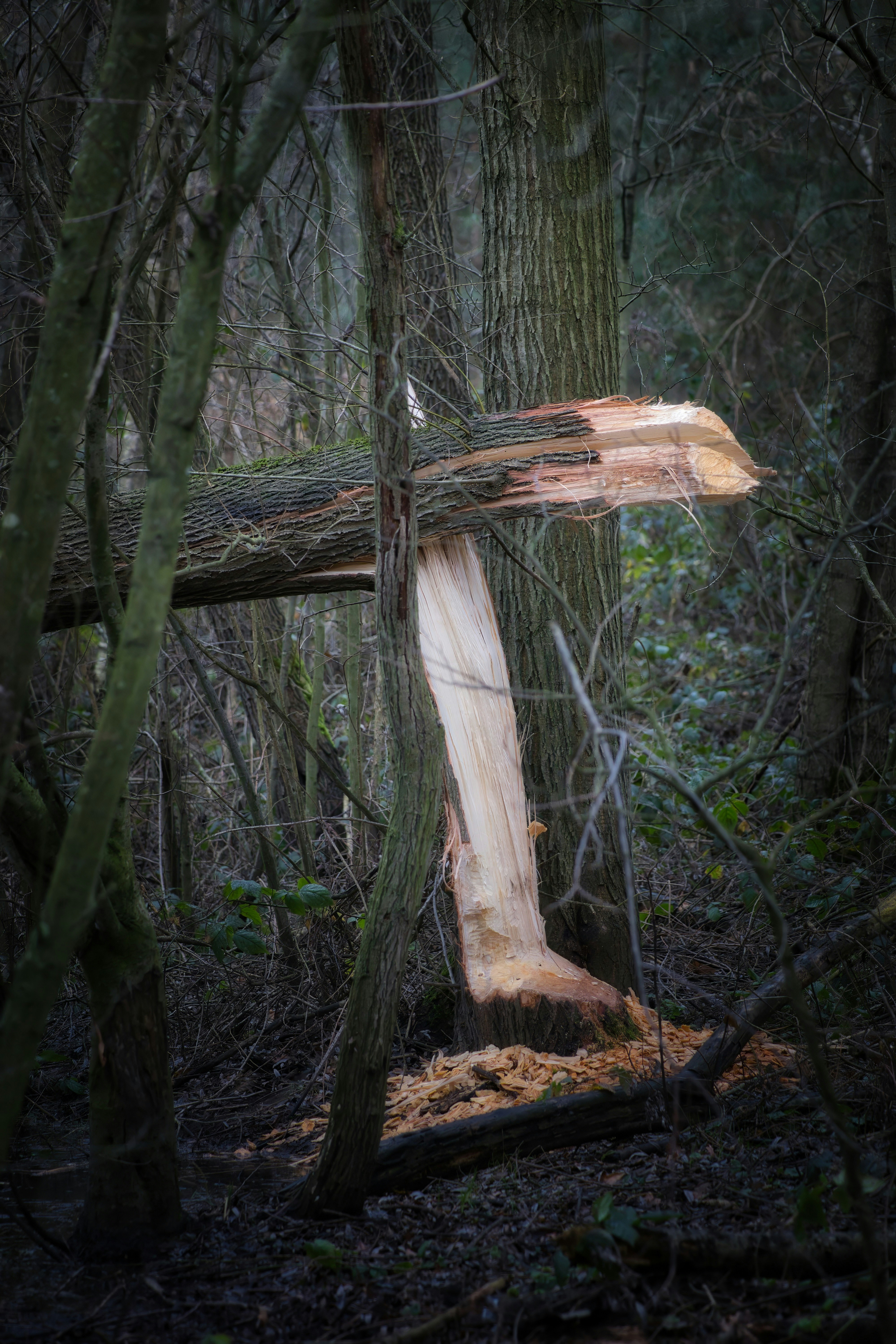 Nature's Resilience: The Story of a Fallen Giant