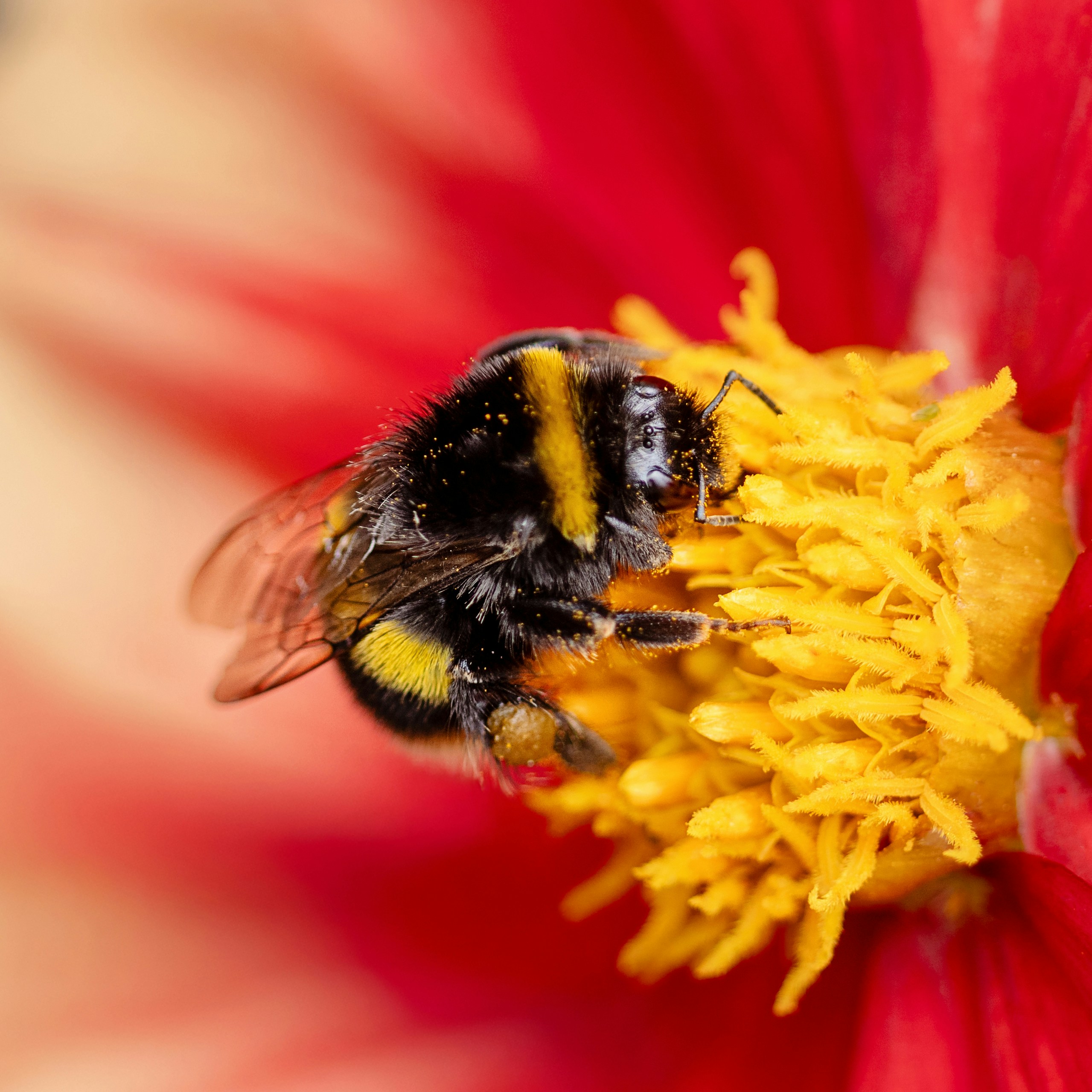 Pollinator's Embrace: A Bumblebee's Dance with Nature