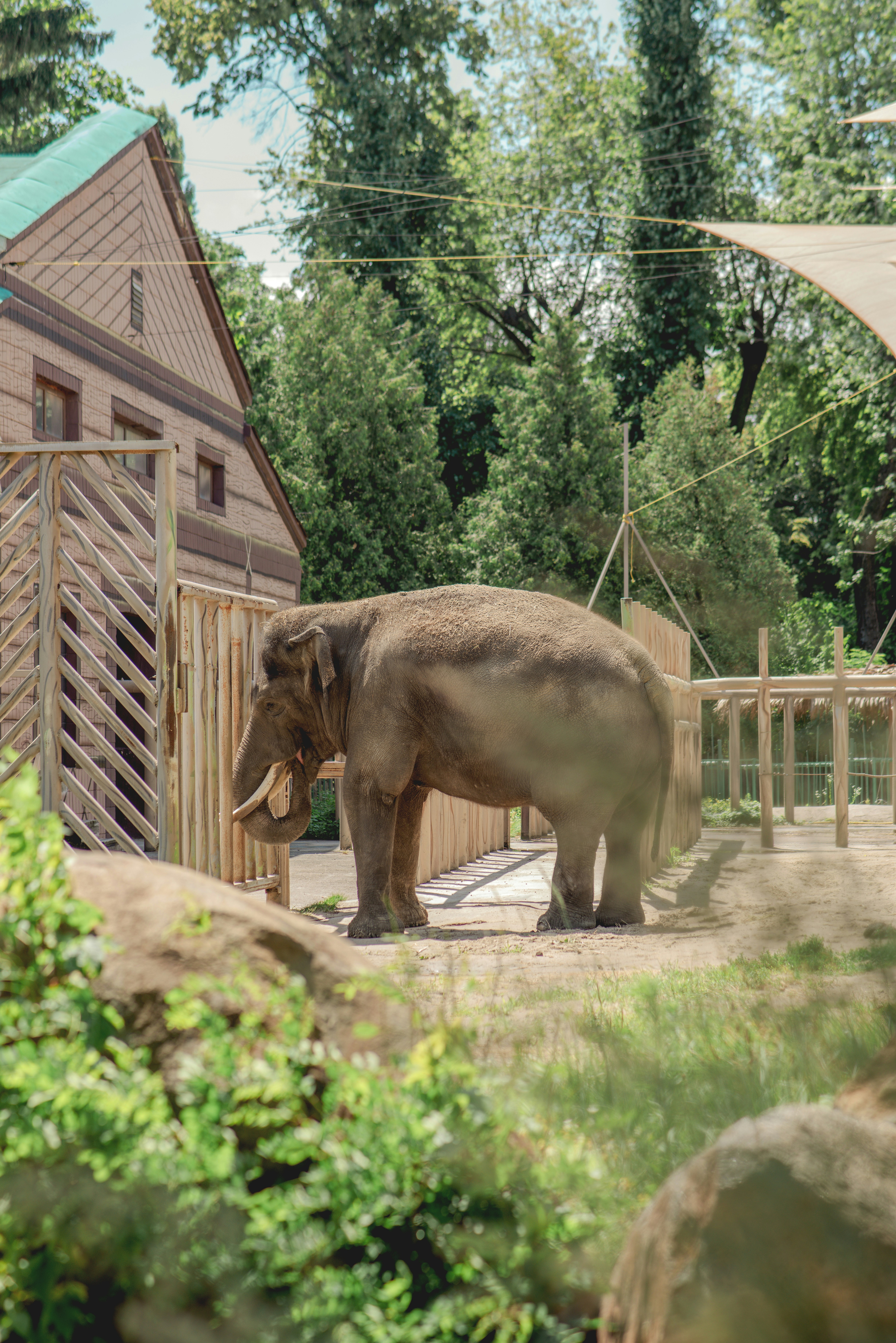 An elephant roaming in a serene enclosure surrounded by lush greenery and a wooden structure.
