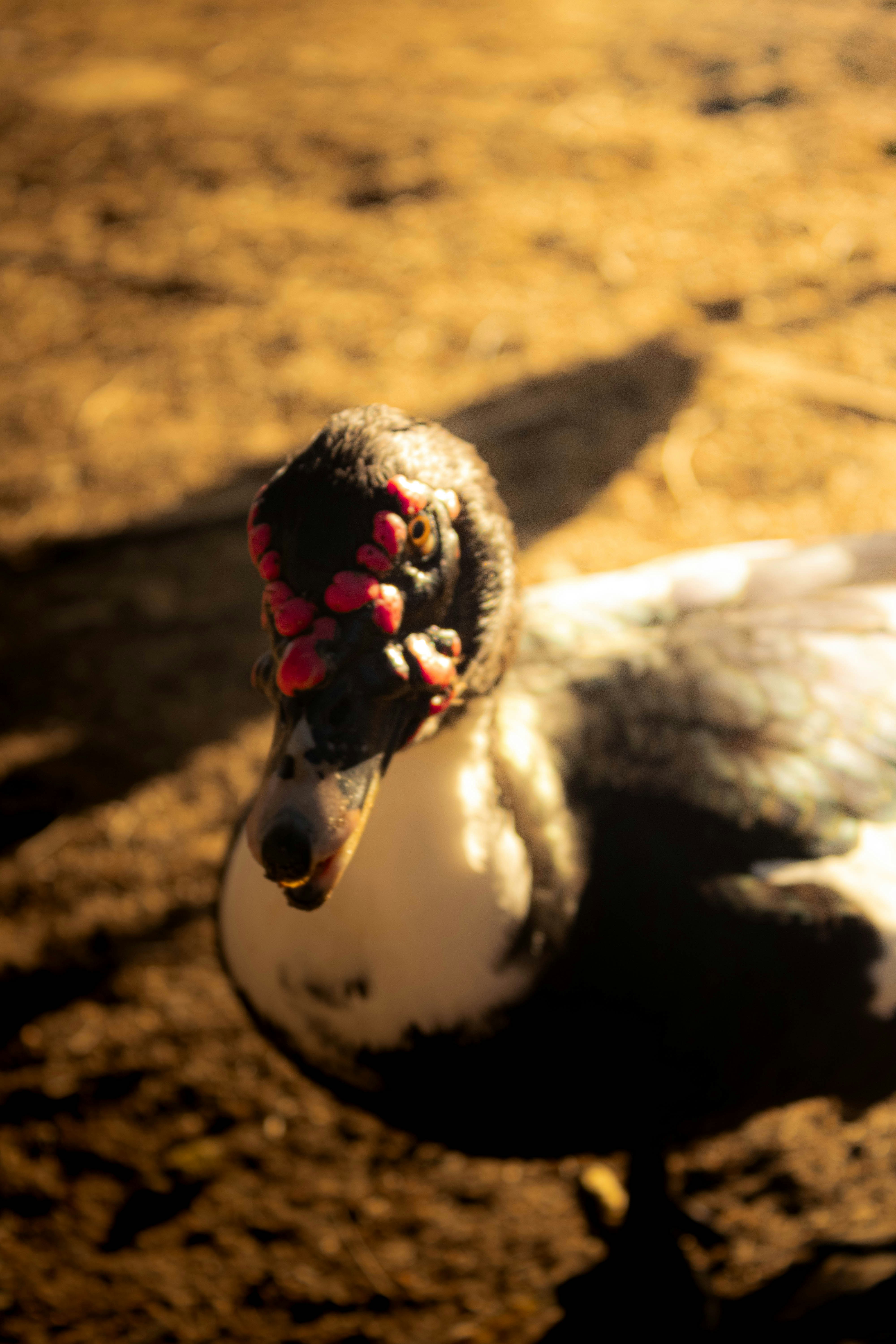 Golden Hour Duck: A Close-Up of a Waterfowl in Soft Focus