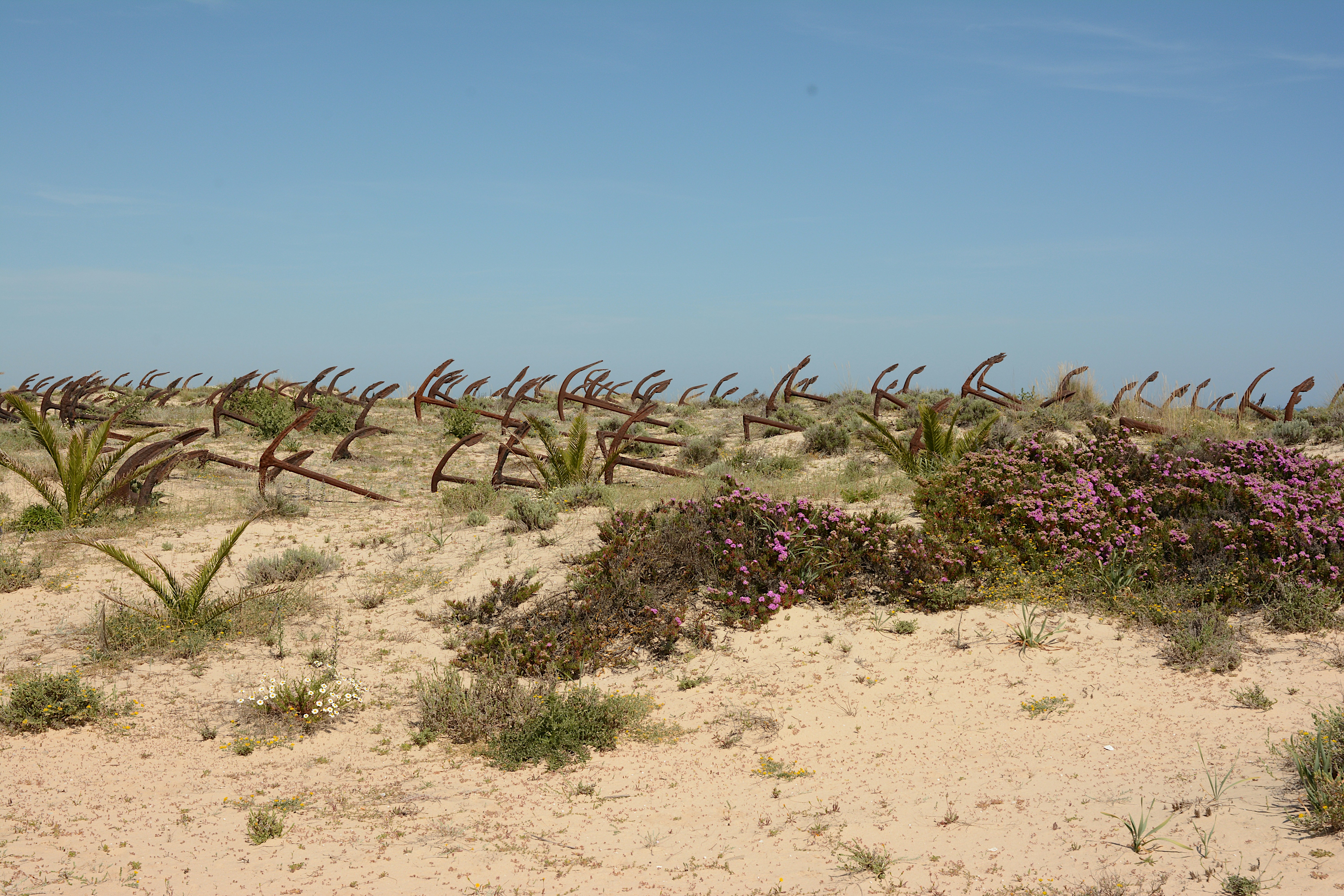 A field of weathered anchors partially buried in sandy terrain, surrounded by vibrant wildflowers and sparse vegetation. The scene reflects a unique juxtaposition of nature and maritime history.