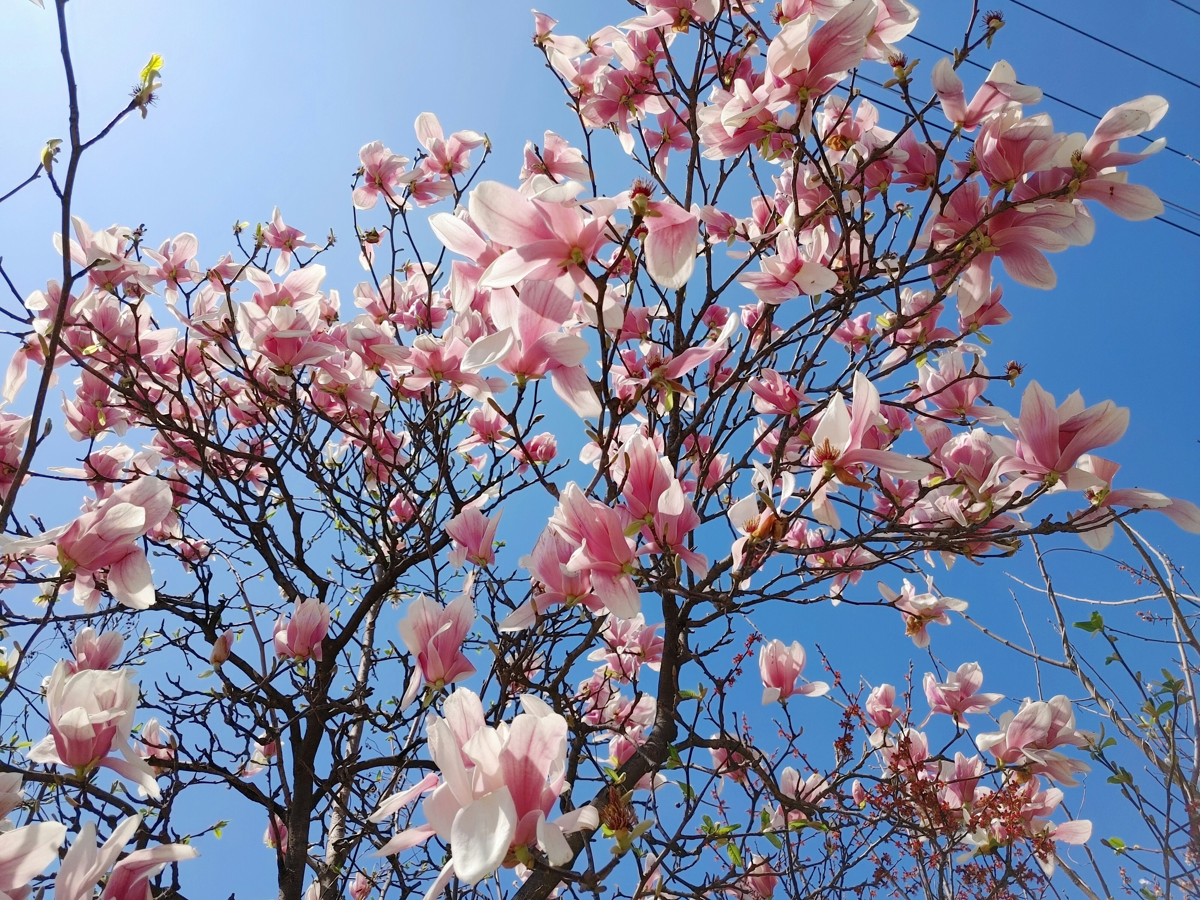 Delicate pink magnolia flowers bloom vibrantly against a clear blue sky.