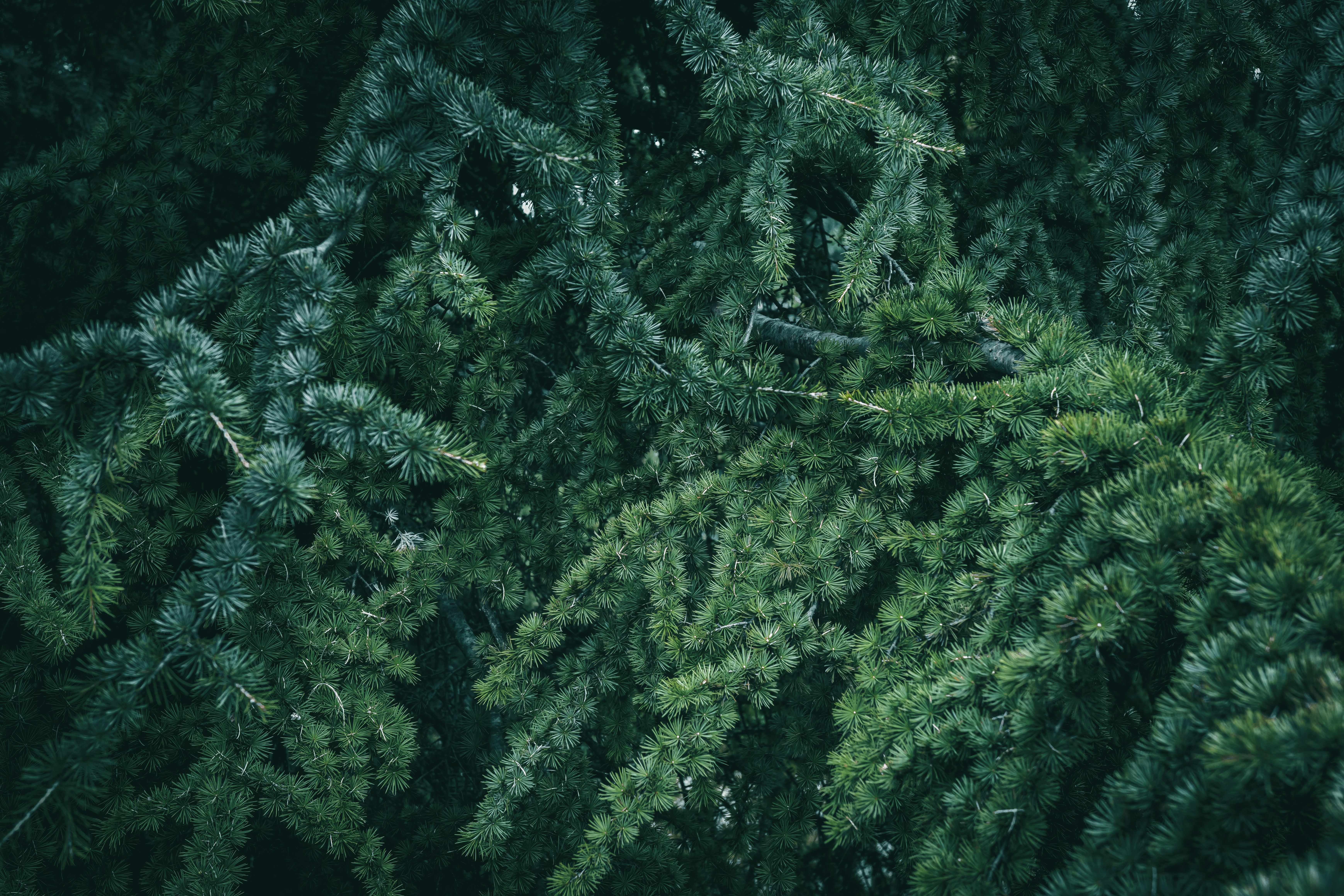 Intricate layers of evergreen branches create a dense canopy, showcasing the textures and hues of nature's palette.