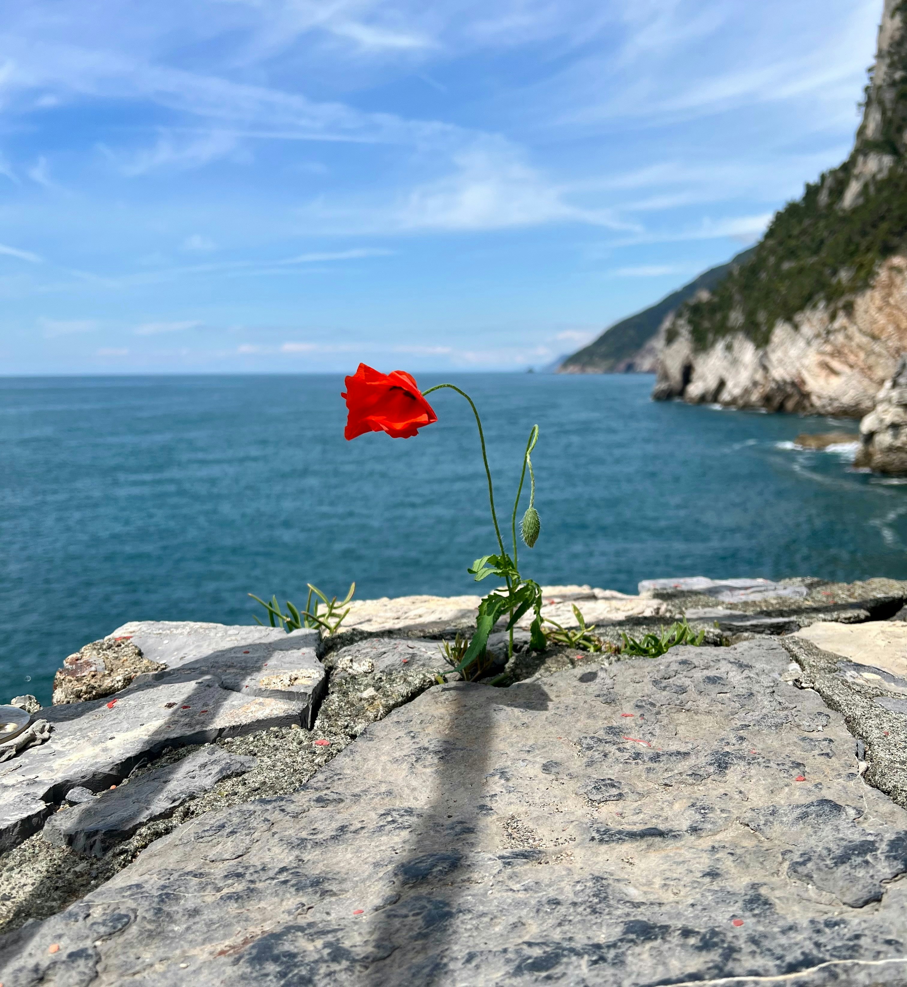 A red poppy grows against the ocean backdrop.
