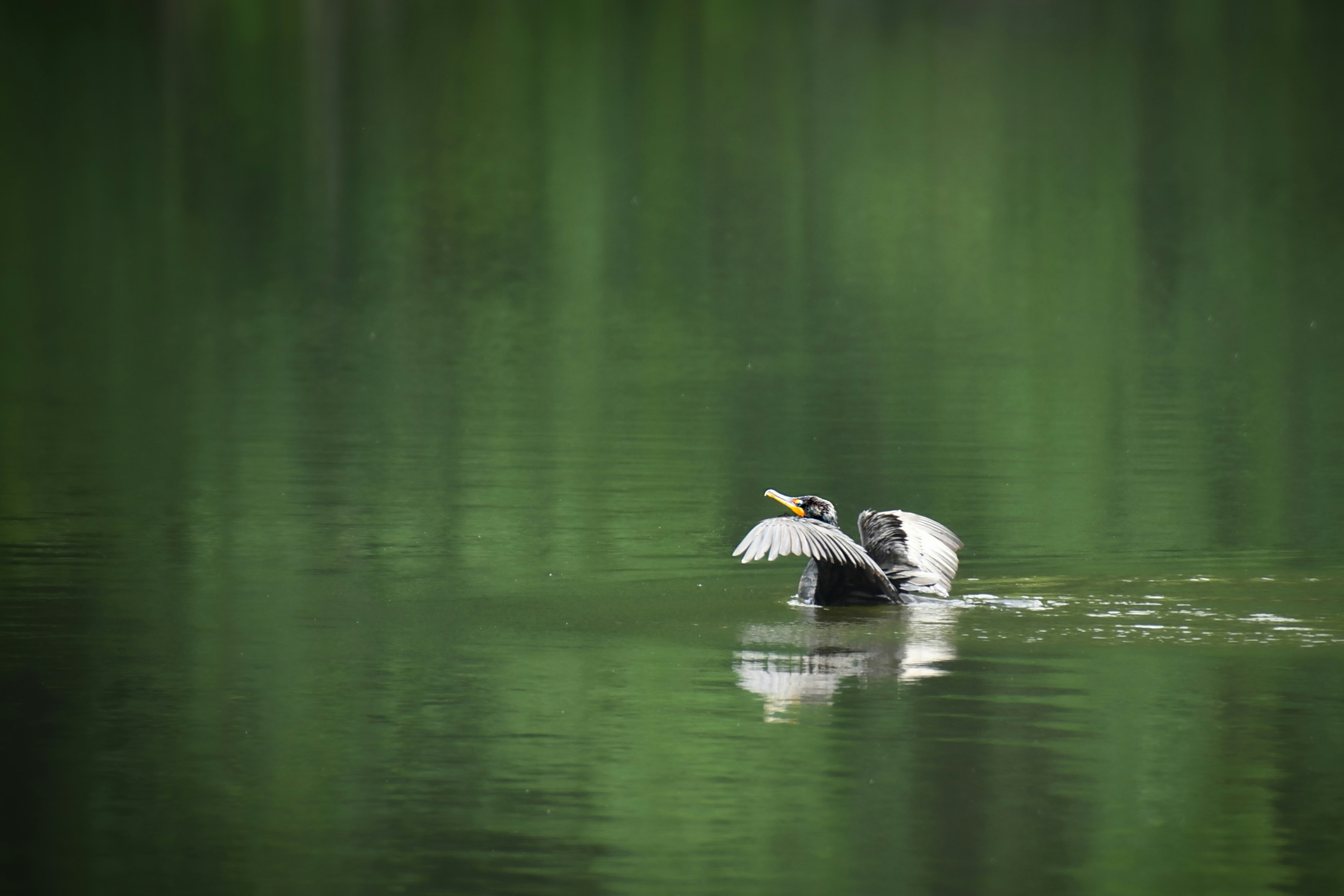 A cormorant rests on the water, wings outstretched.