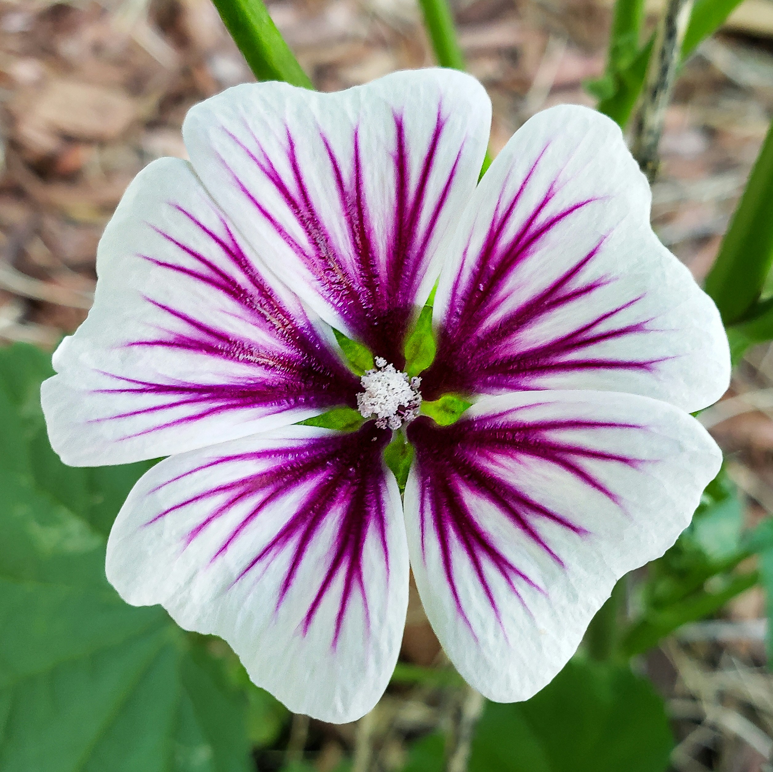 Radial Violet Veins on a White Petal: A Macro Bloom Portrait