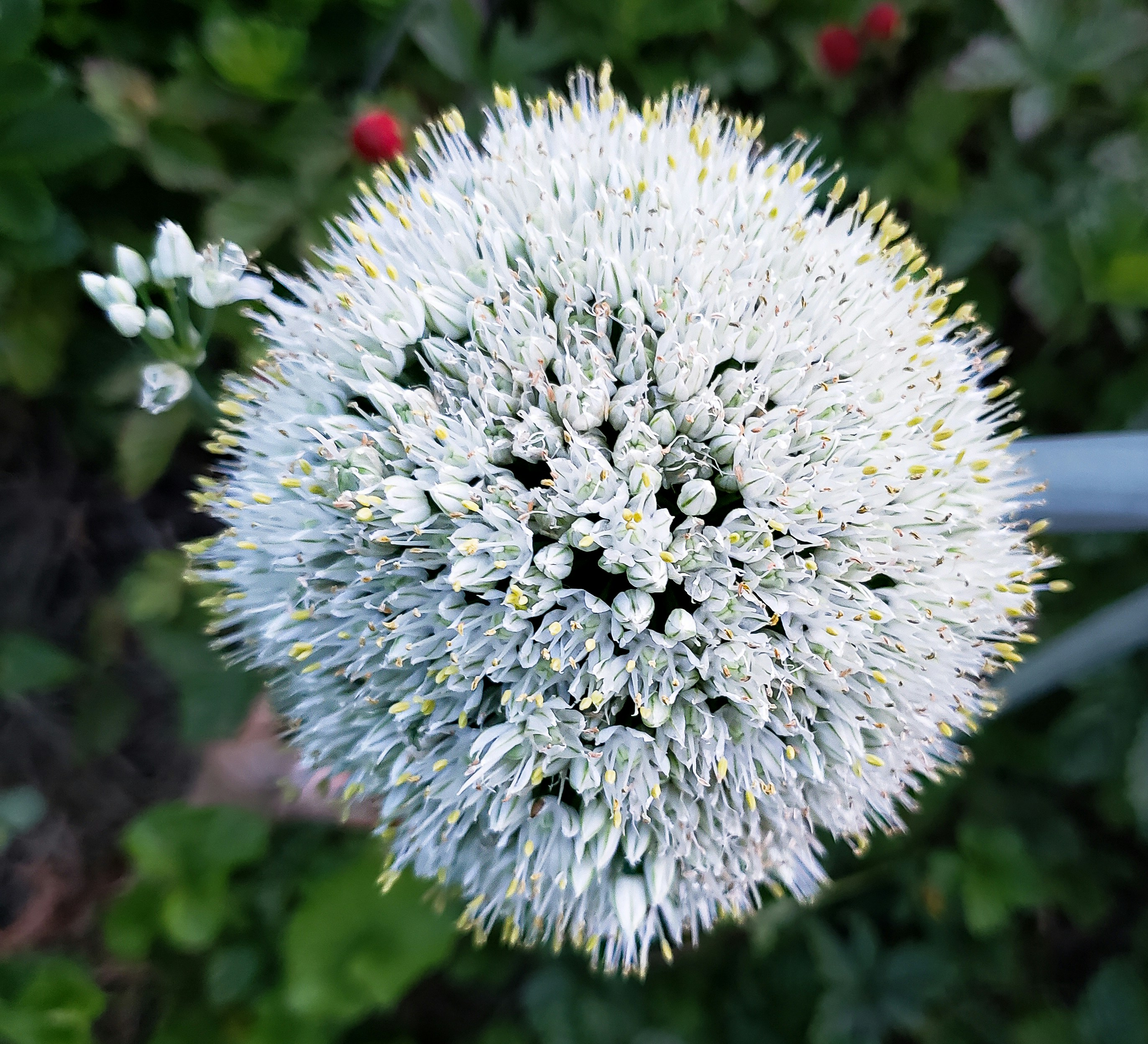 A Floral Sphere: Nature's Intricate Geometry
