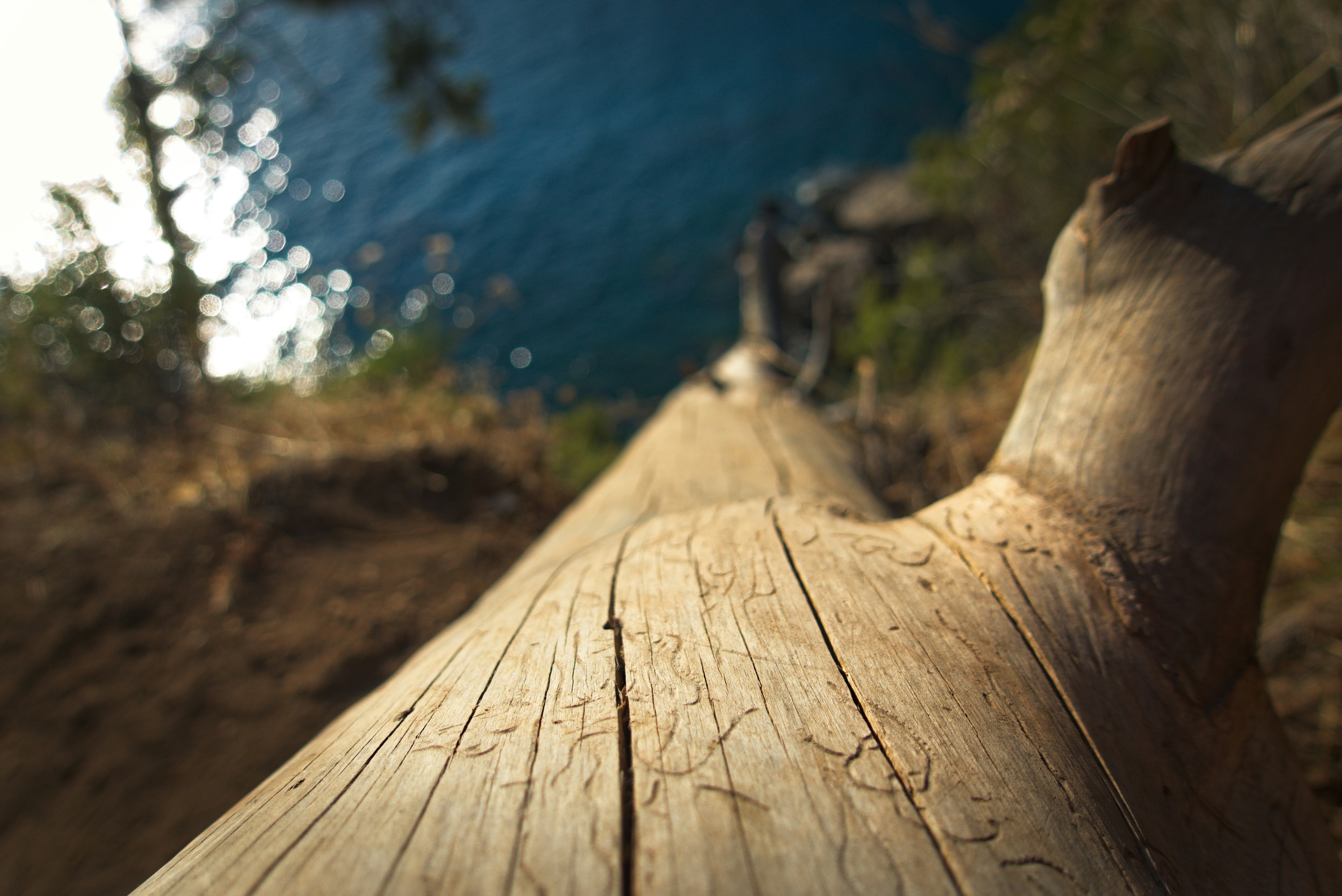 Nature's Edge: A Timber's Journey to the Sea