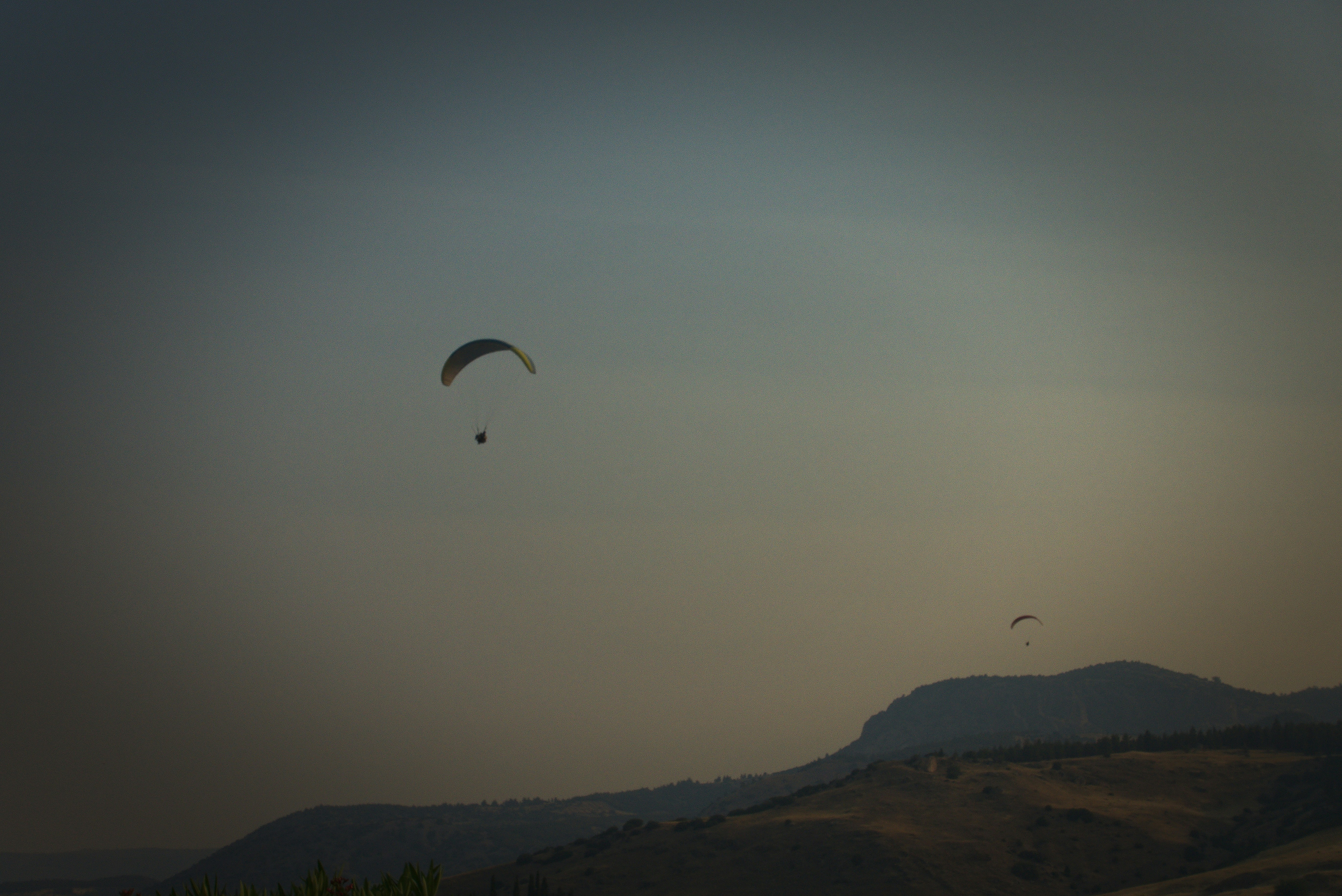 Soaring Silhouettes Against the Dusk