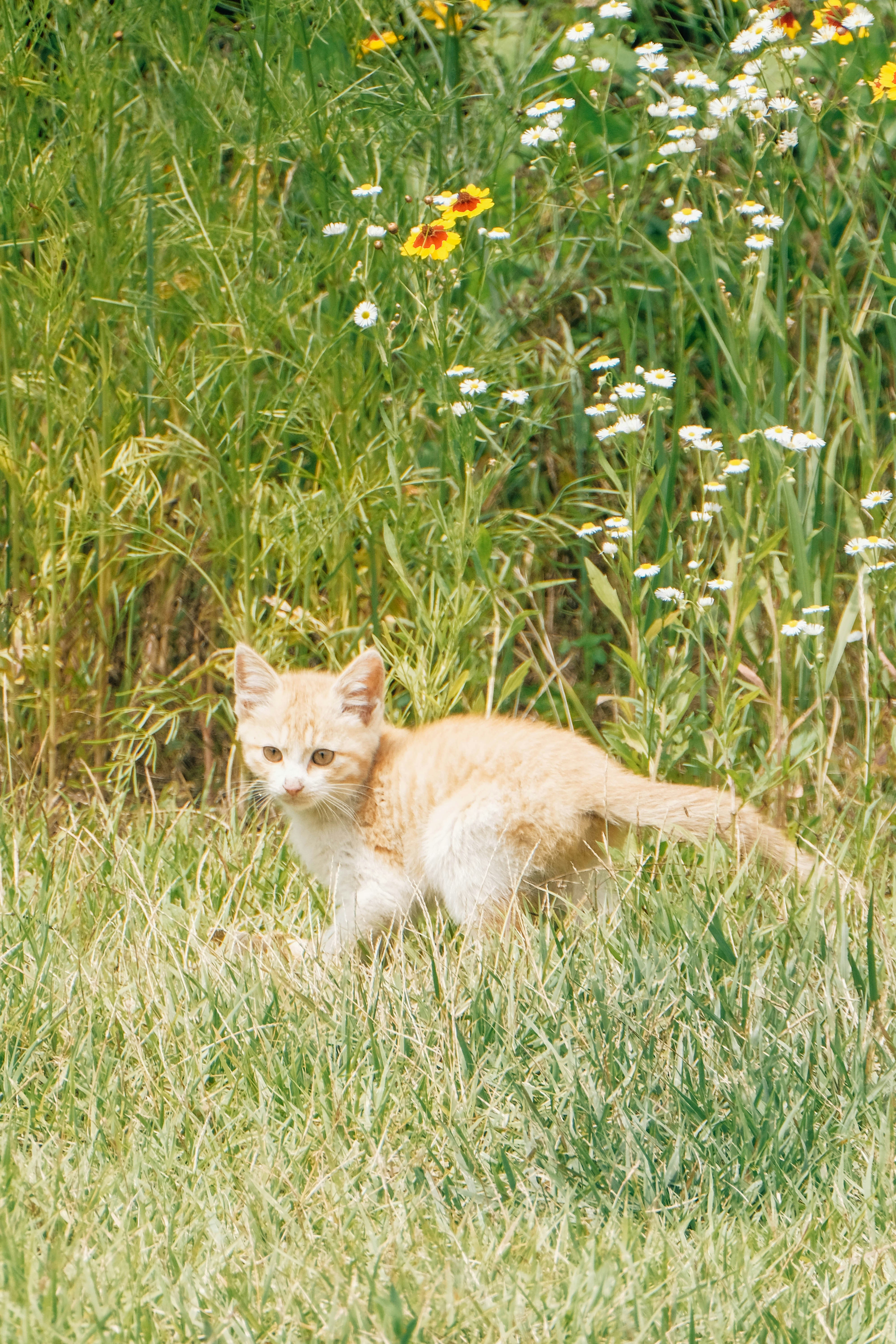 A kitten is in a field of wildflowers.