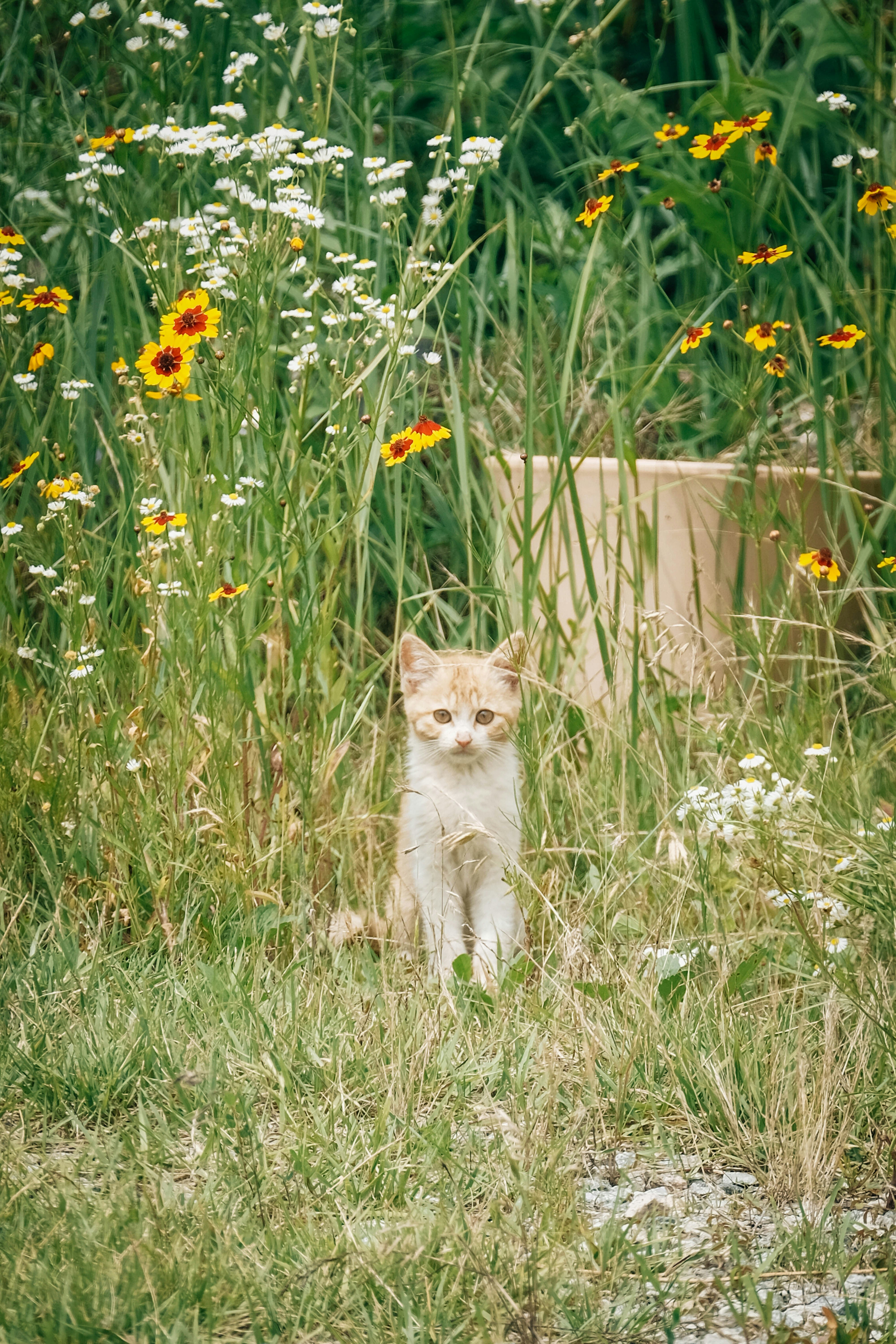 Whiskers Among Wildflowers