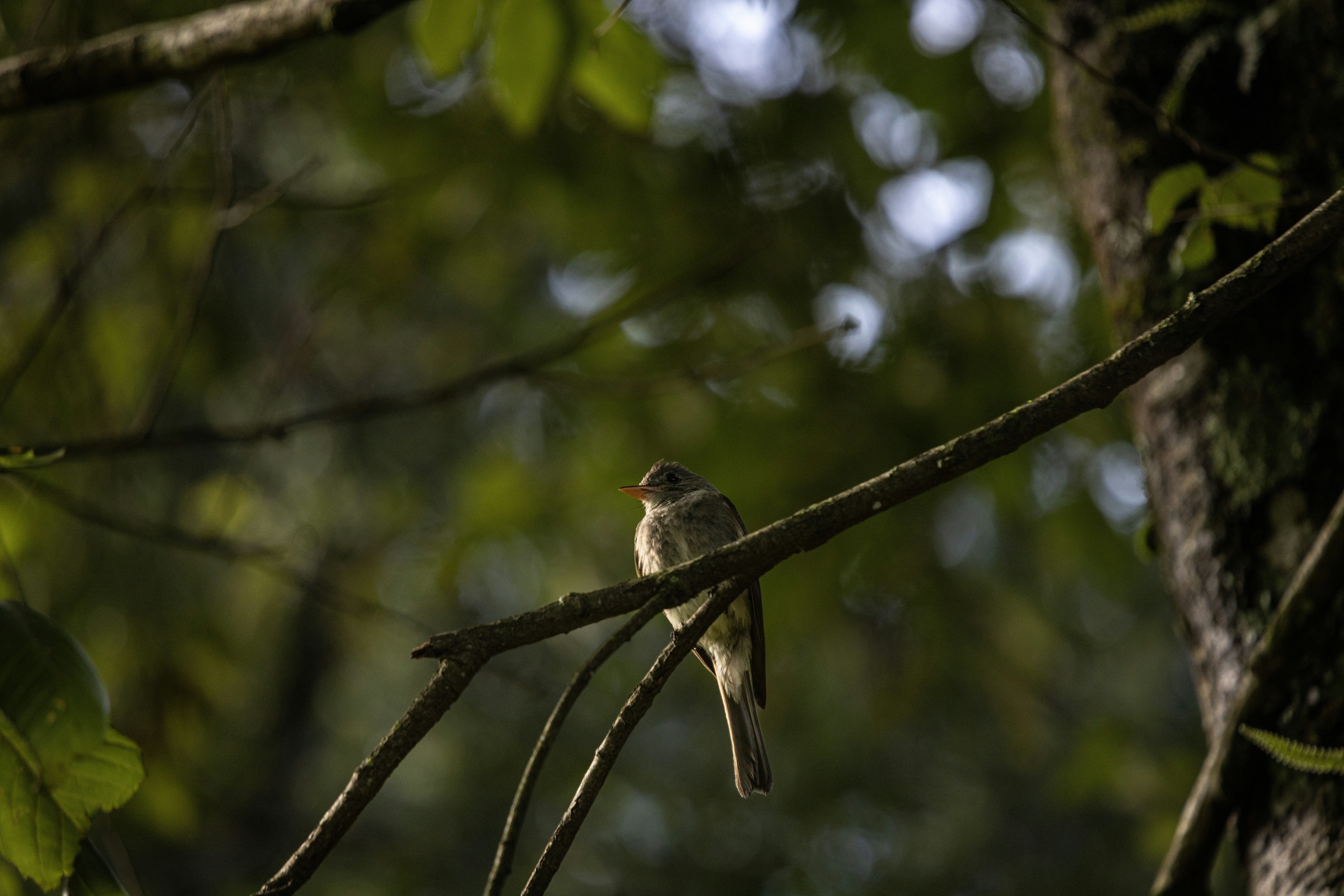 A bird perches on a tree branch.