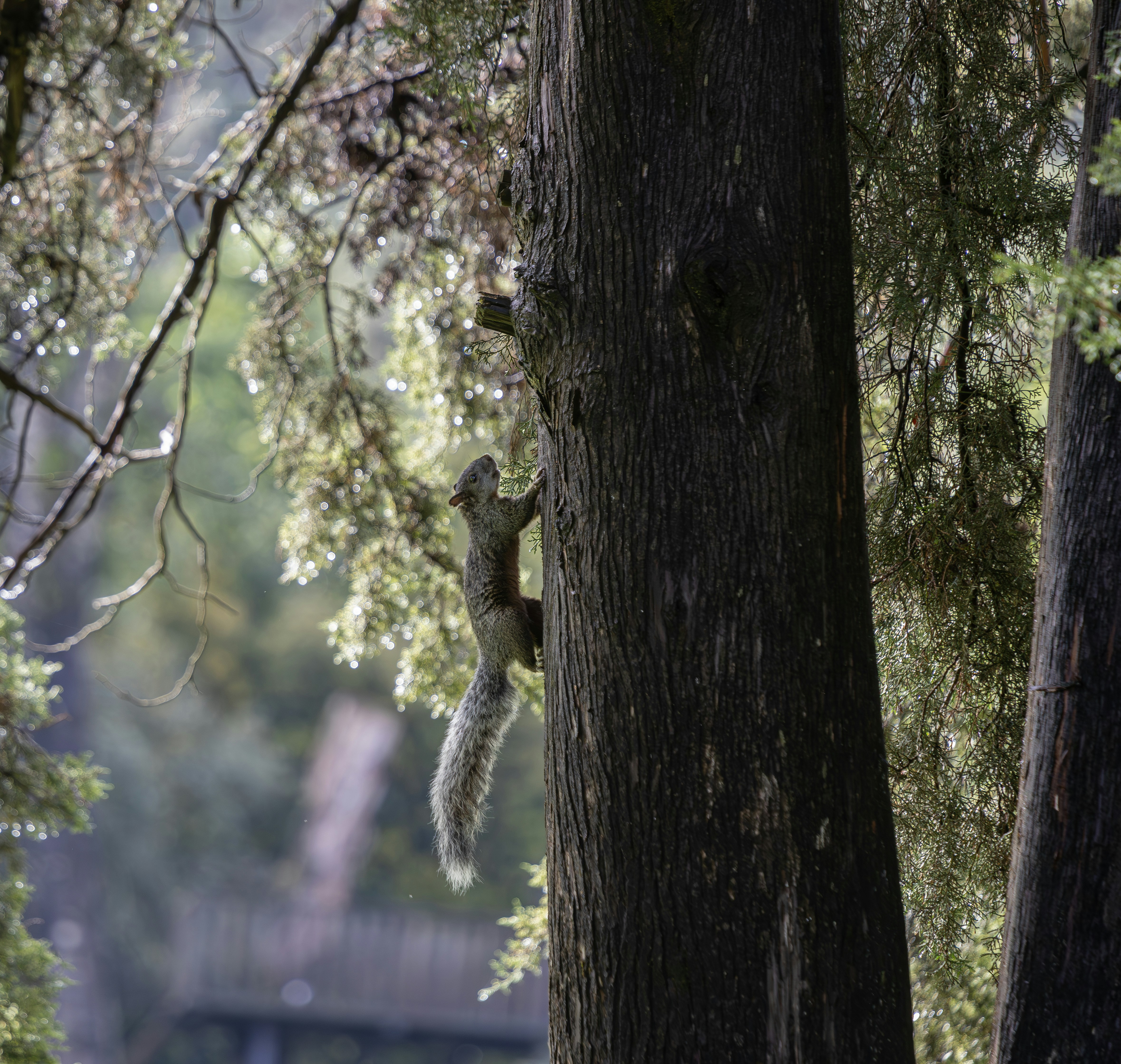 A squirrel climbs a tree trunk.