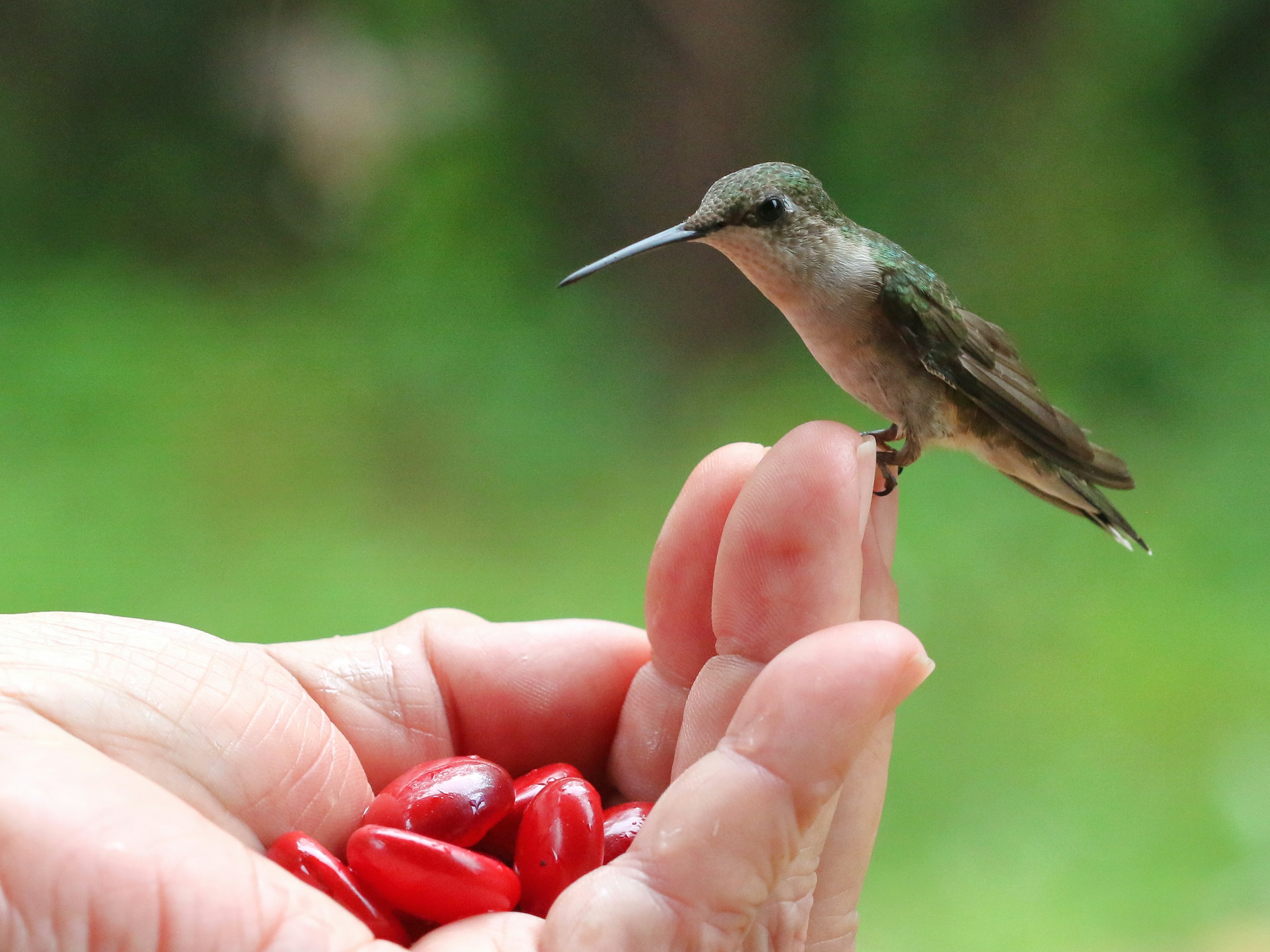 Close up photograph of a young male Ruby Throated hummingbird perches on a person's fingertips. Hummingbird is preparing to drink nectar from the hand (red circles are decorative stones and nectar is in palm). Hummingbird seems to be looking straight at the camera. | A hummingbird perches on a hand holding berries.