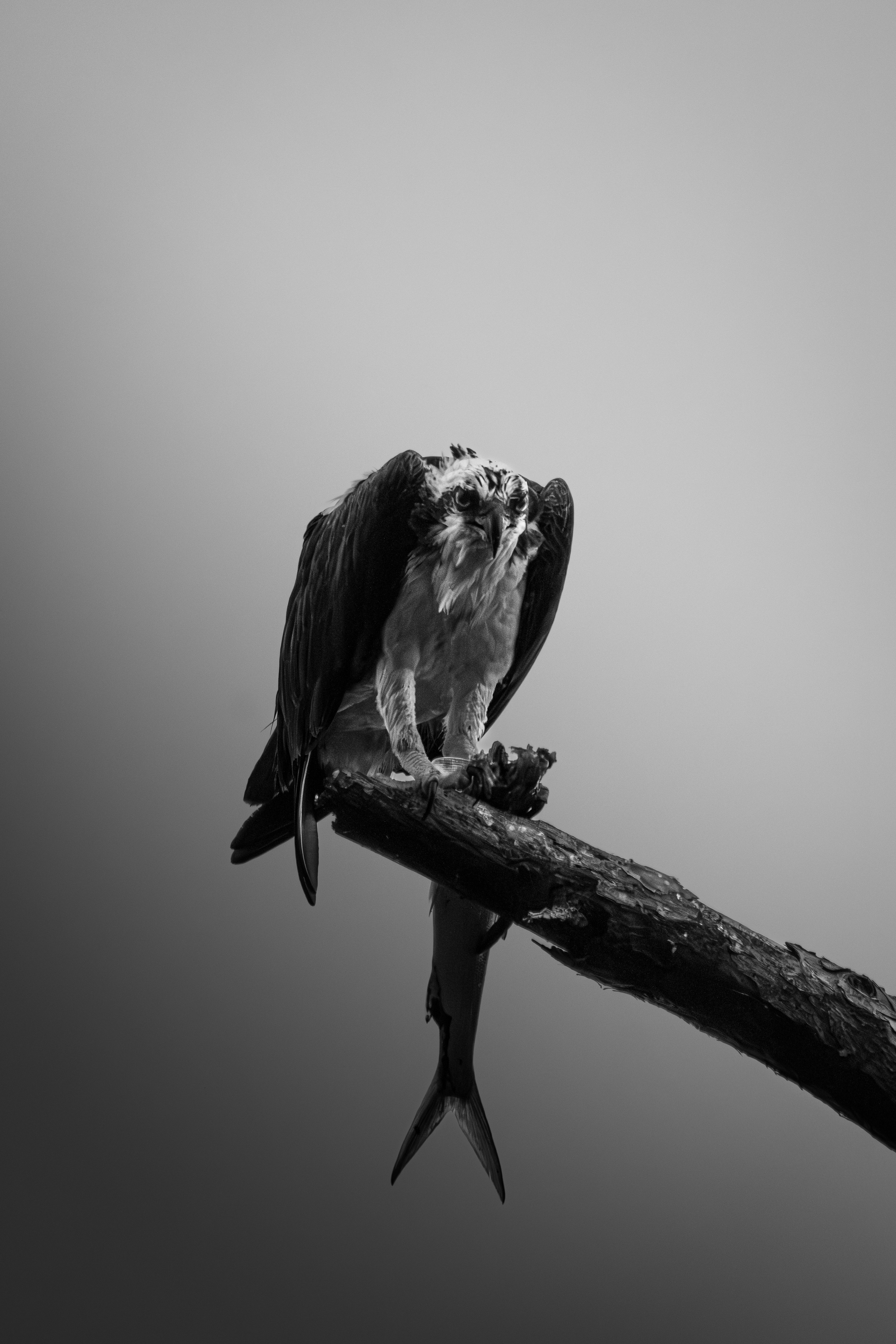 A powerful osprey in profile, moments after a successful hunt. Its talons grip the lifeless fish | An osprey perches with its freshly caught fish.