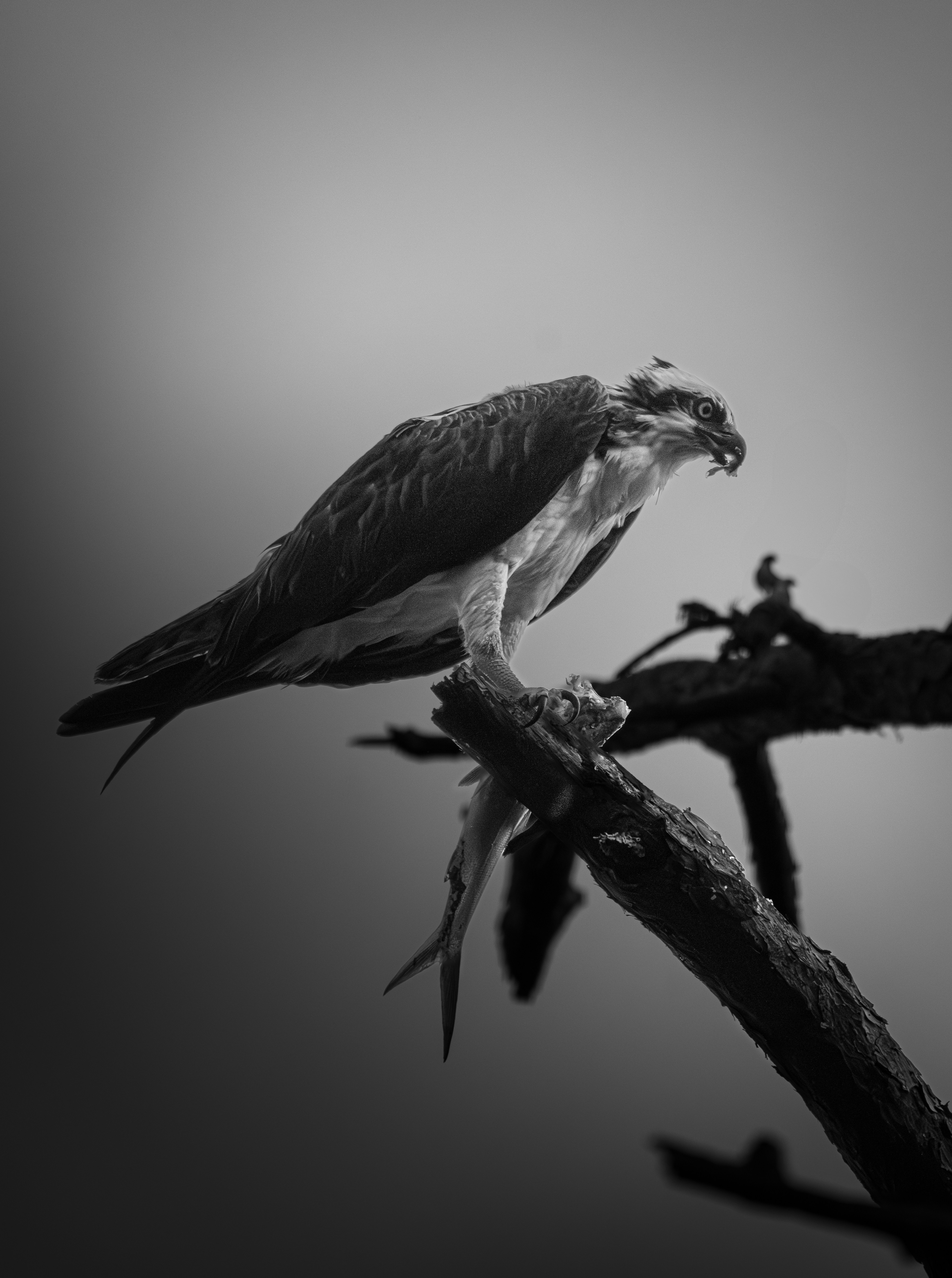 The Silent Hunter: A Moment of Reflection