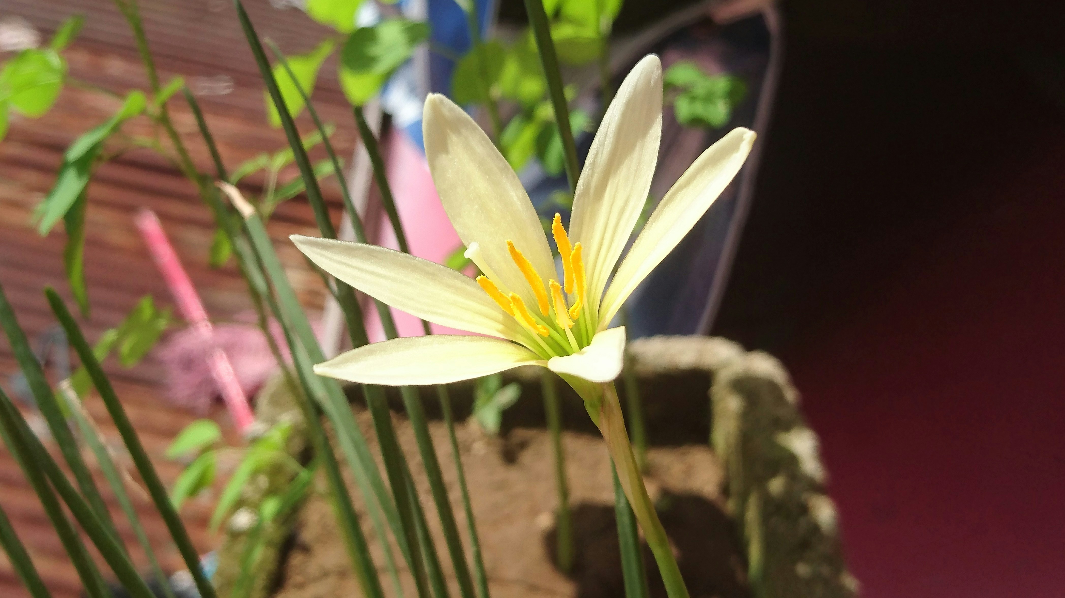 A pale yellow flower with vibrant orange stamens stands gracefully among green foliage in a garden setting.