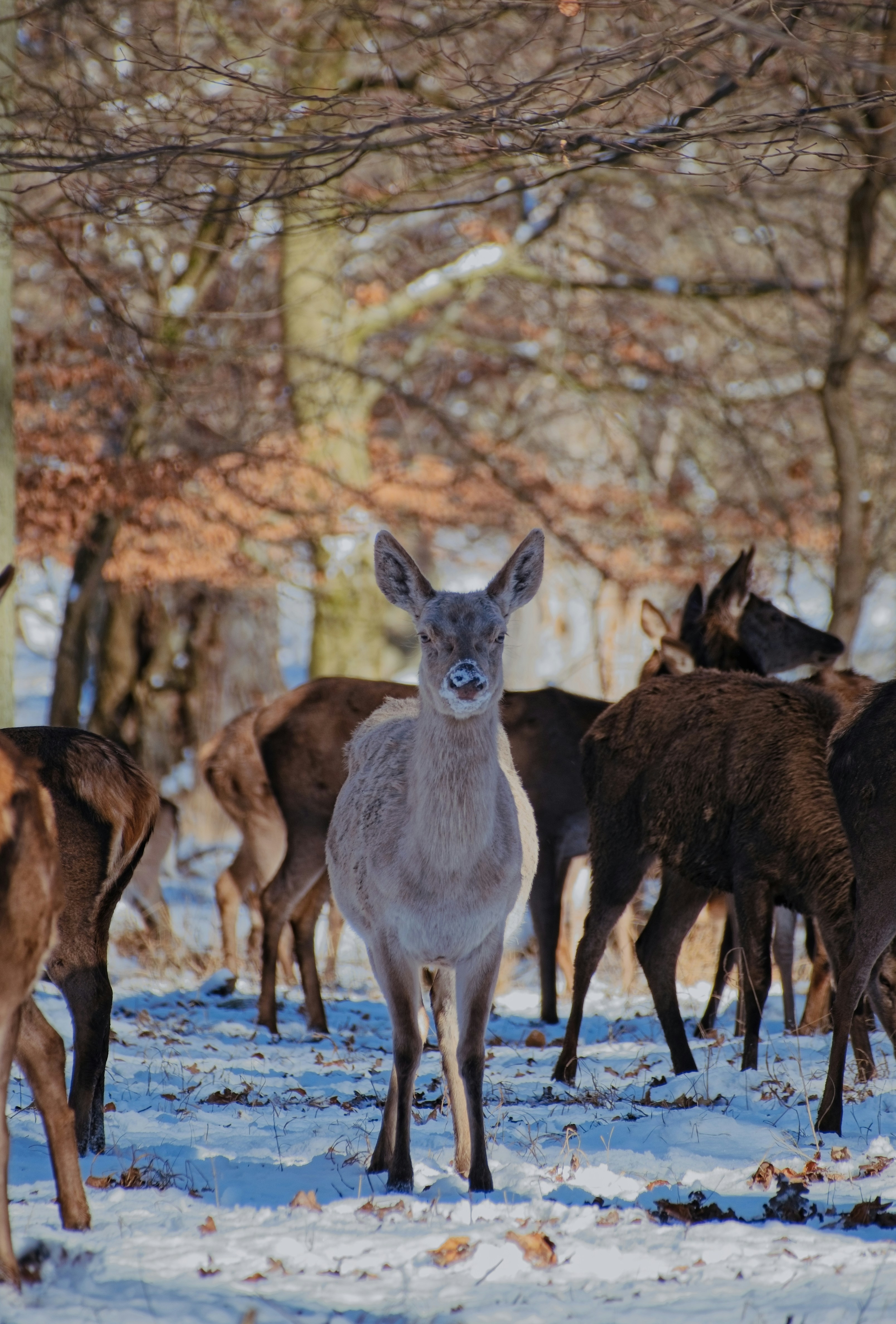 Snowbound Sentinel: The White Doe Among the Winter Herd
