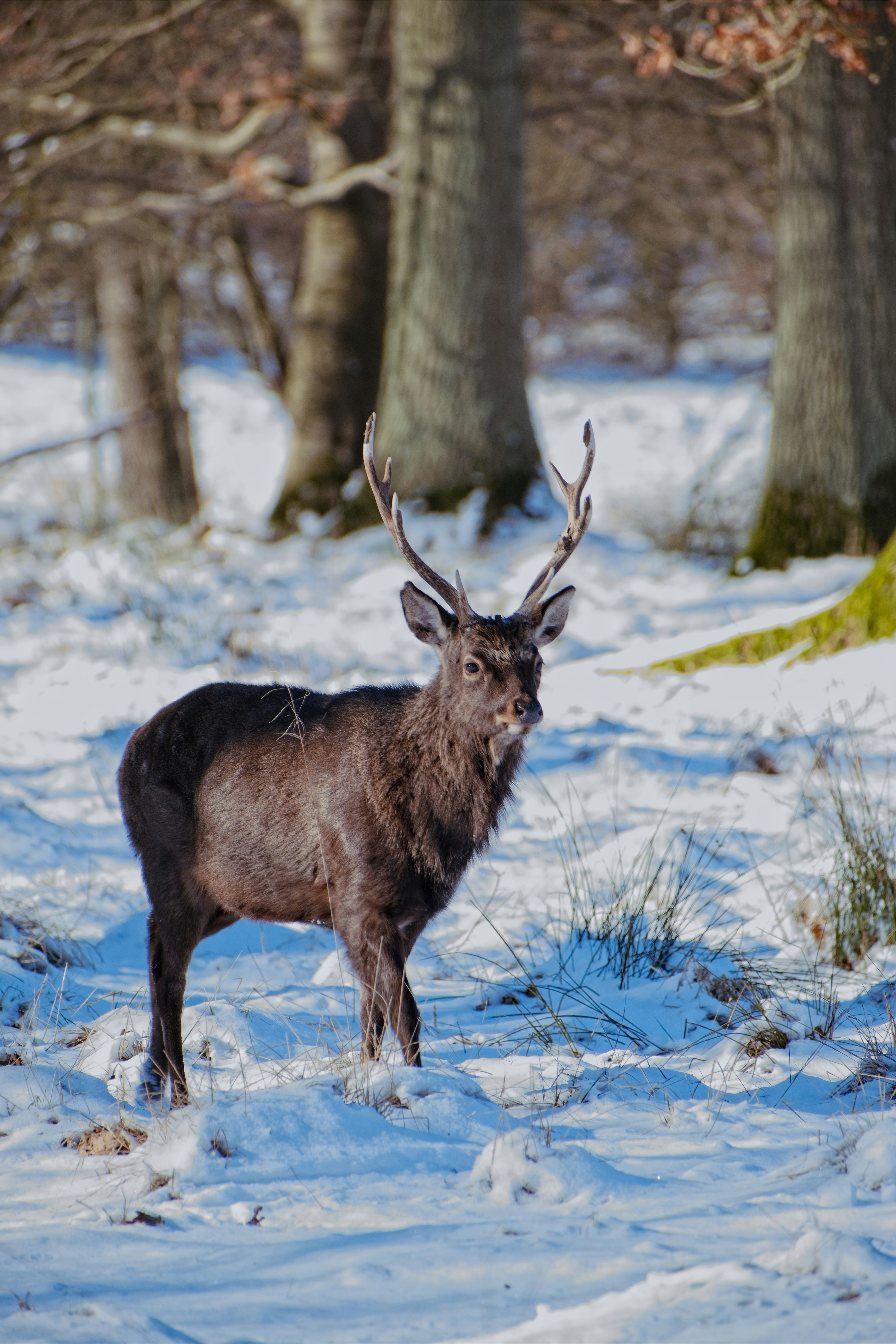 A deer stands alert in the snowy woods.