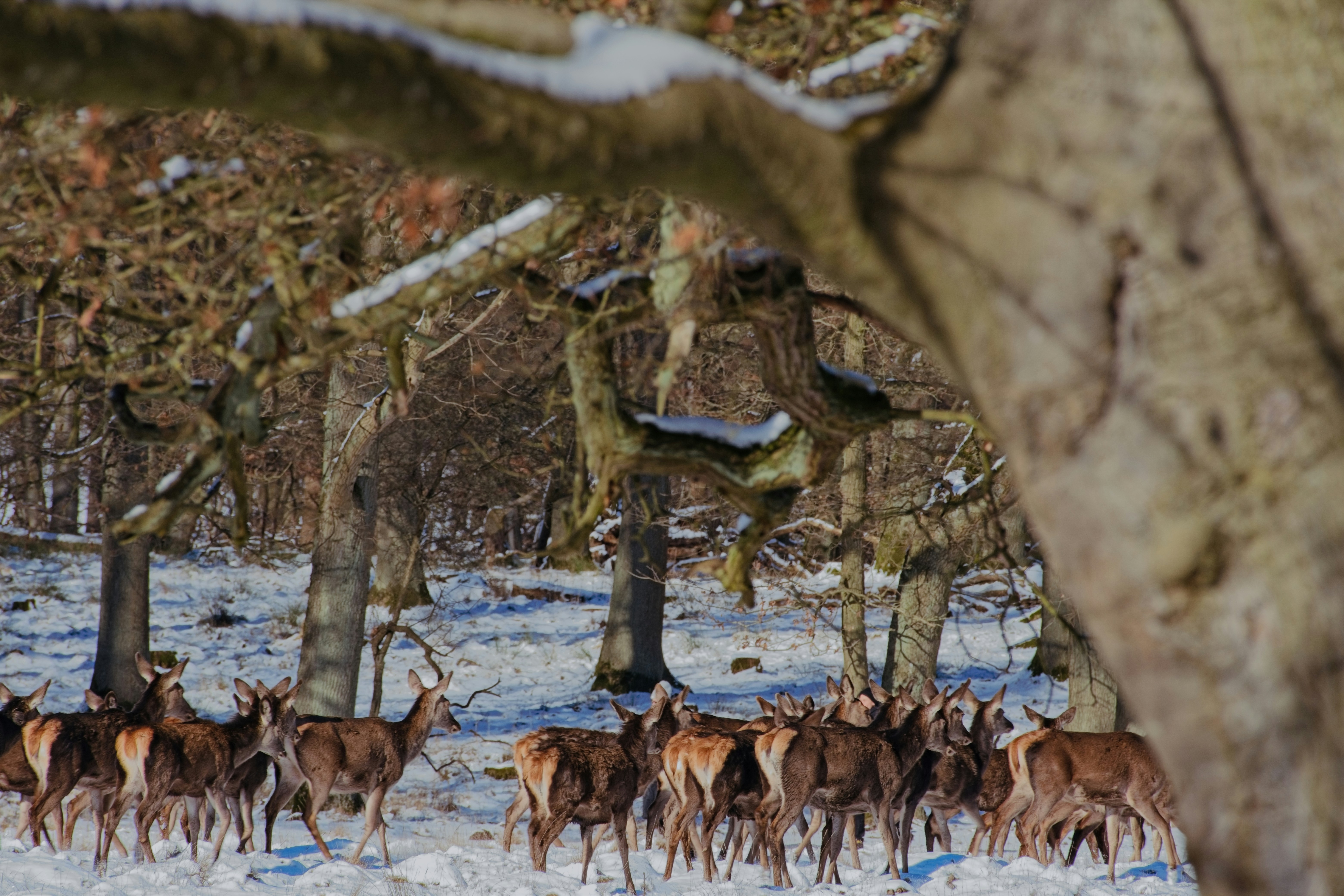 Whispers of the Woodland: A Deer Migration
