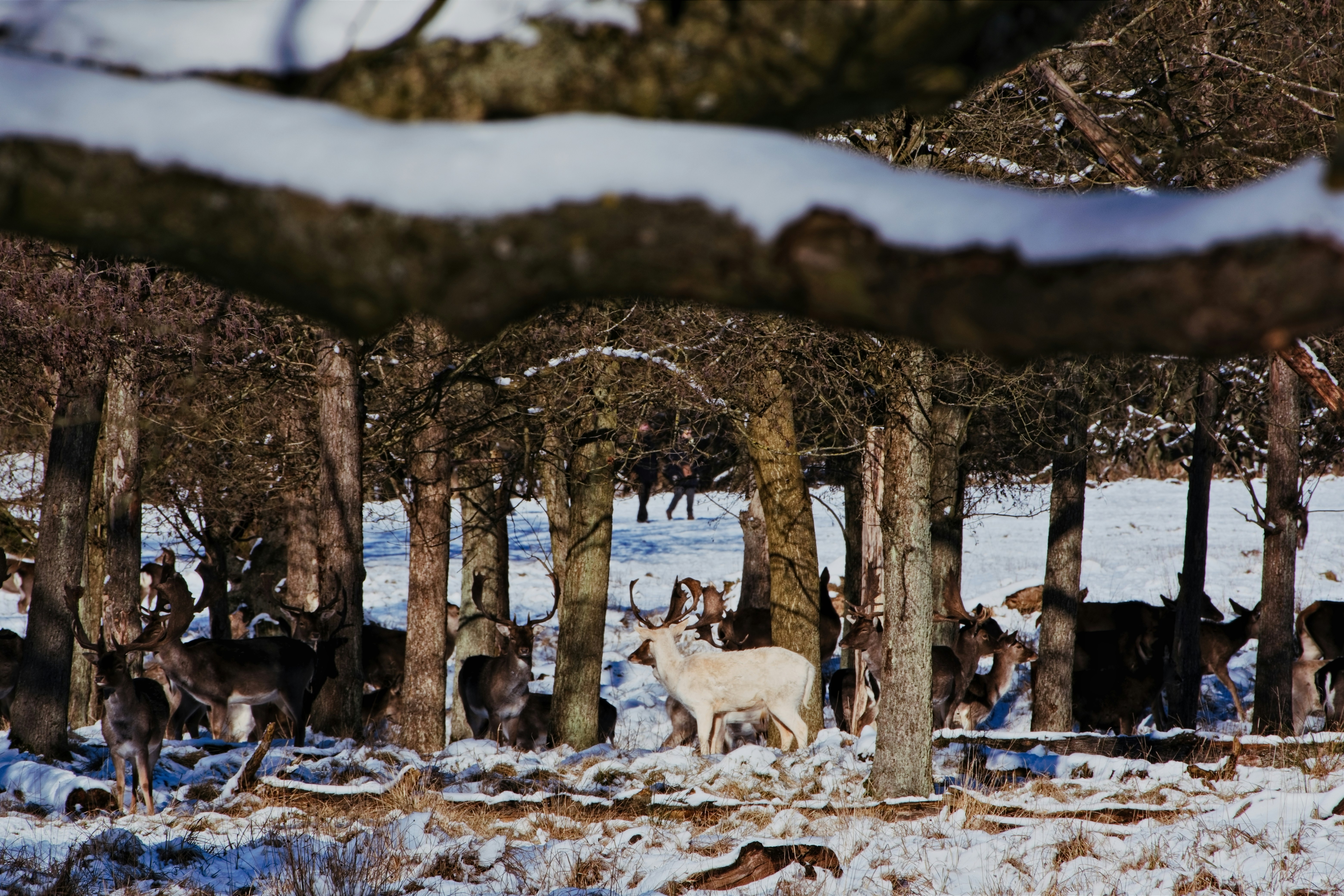 Ivory Doe in a Snowlit Forest: A Quiet Winter Herd Pauses Among Pines