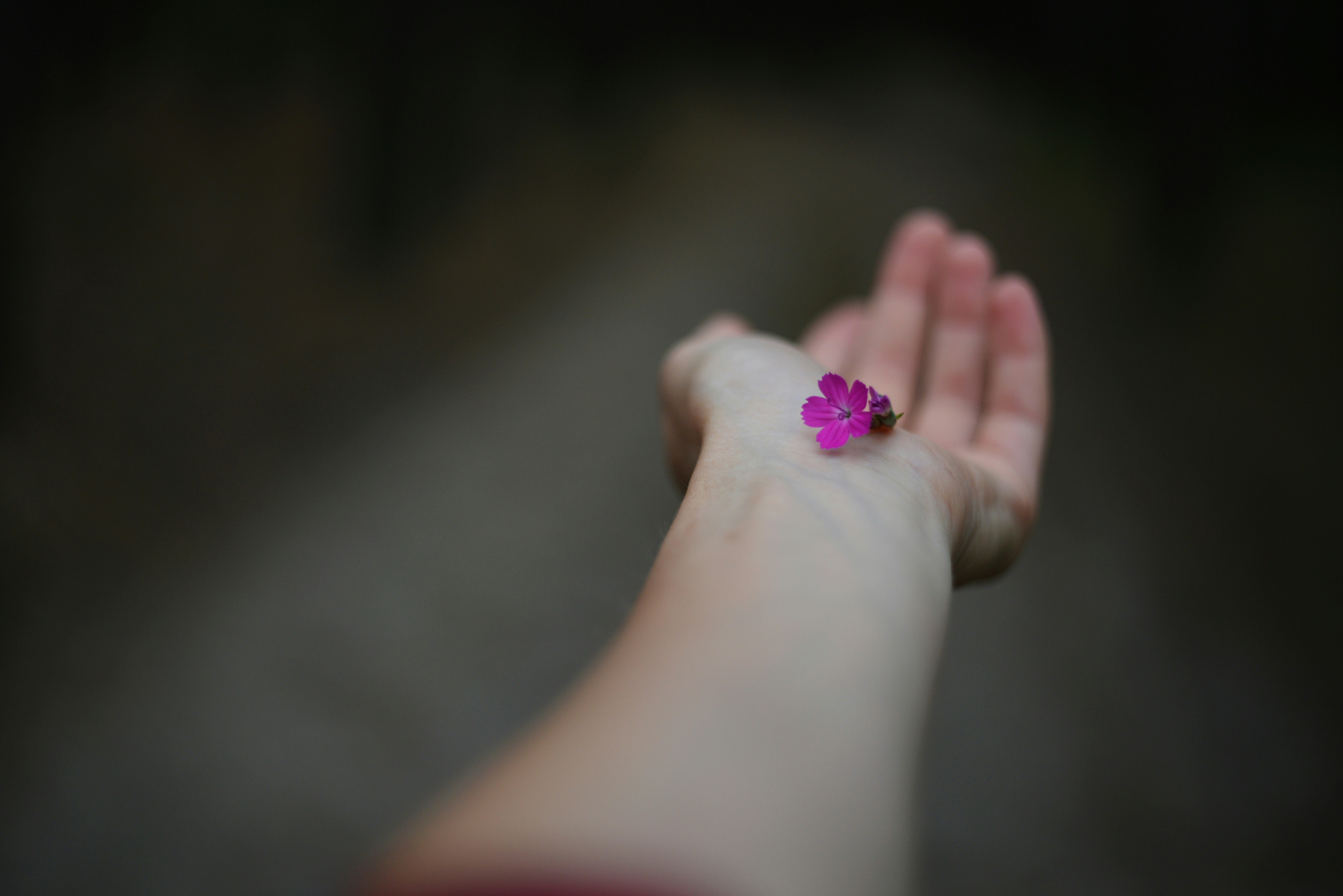 A small purple flower rests on an outstretched hand.