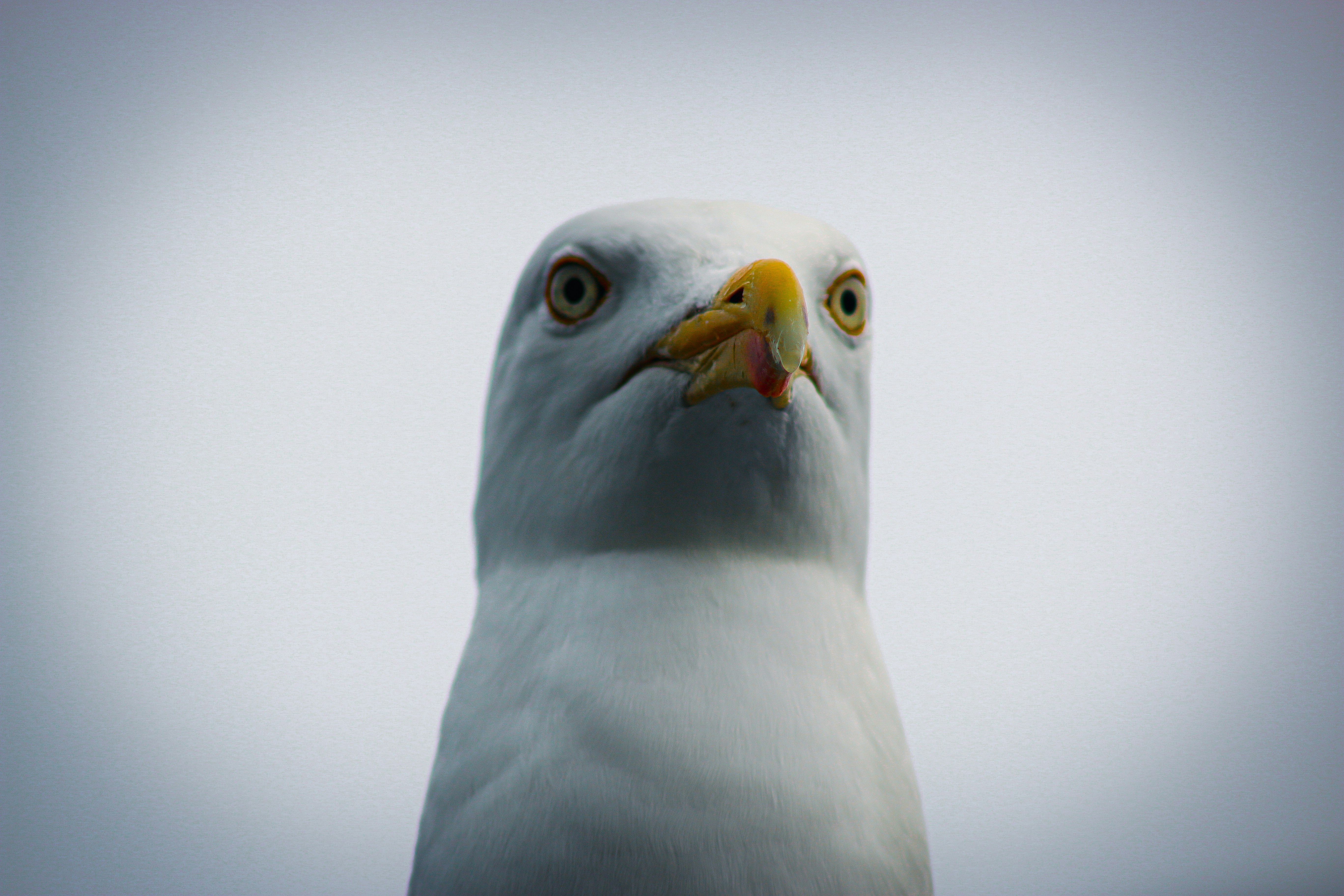 The Watchful Seagull: A Moment of Reflection