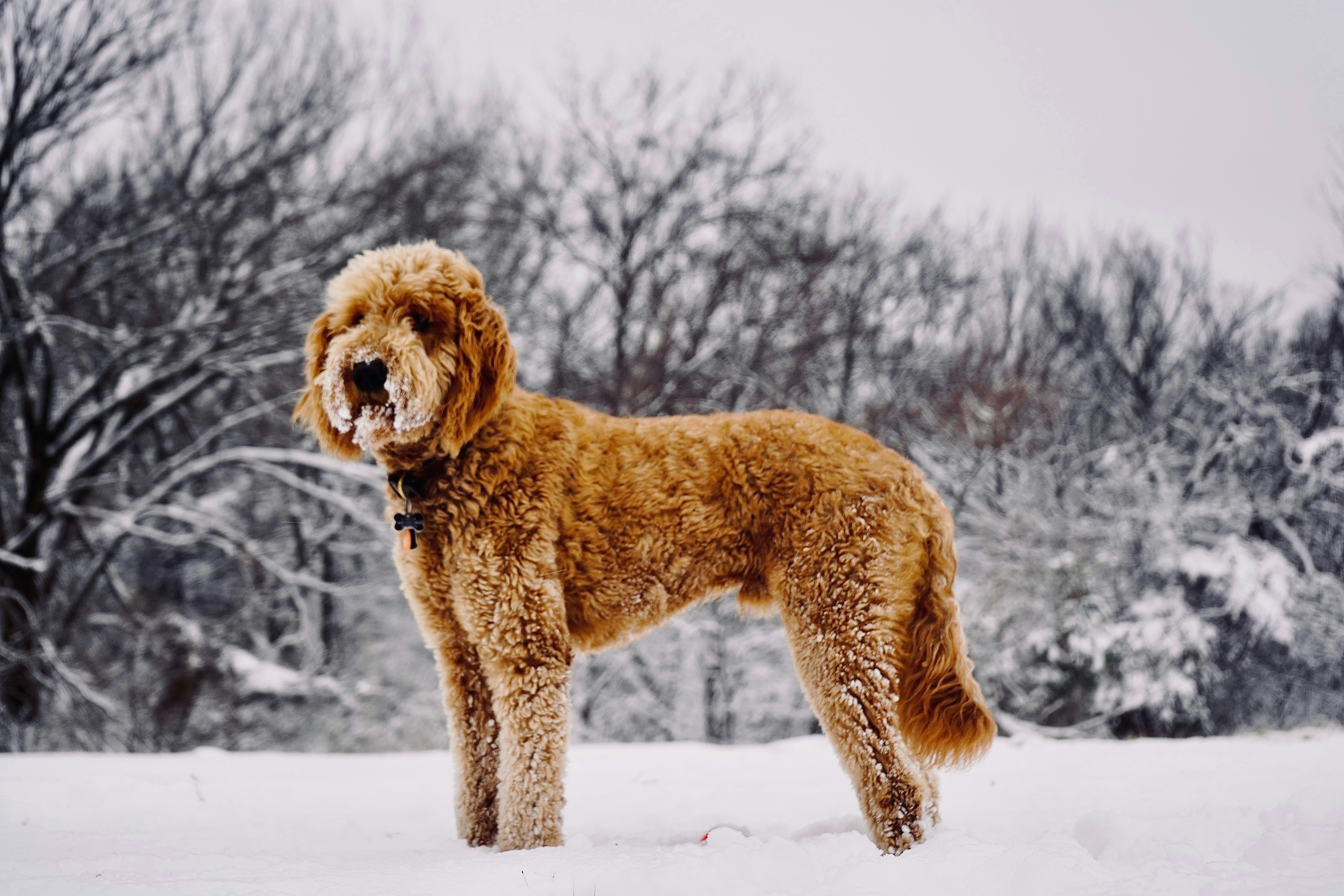A golden doodle stands proudly in a snowy landscape, surrounded by frosted trees. Snowflakes cling to its fur, highlighting the chilly atmosphere.