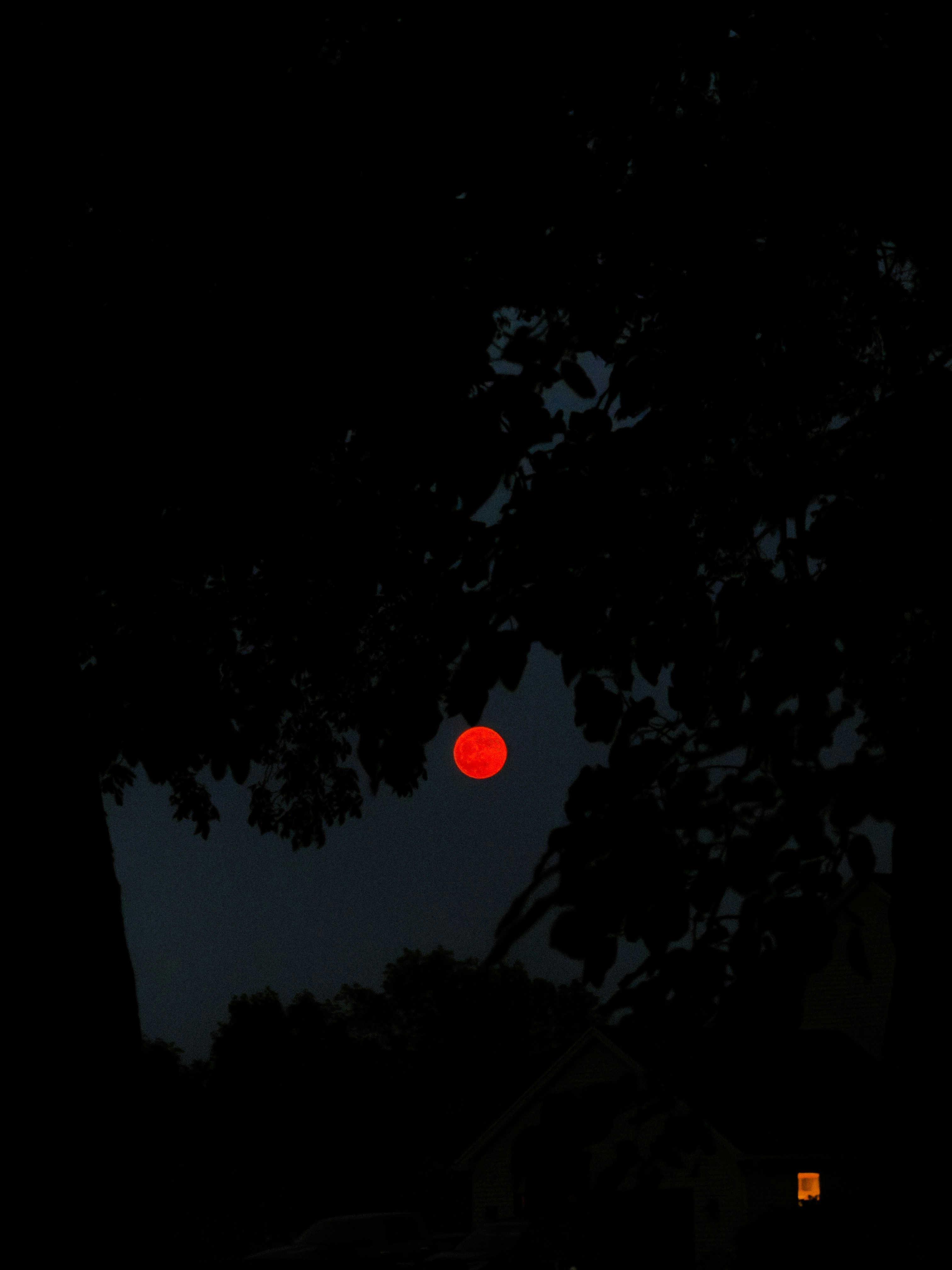 Red moon peeking through the trees at dusk.