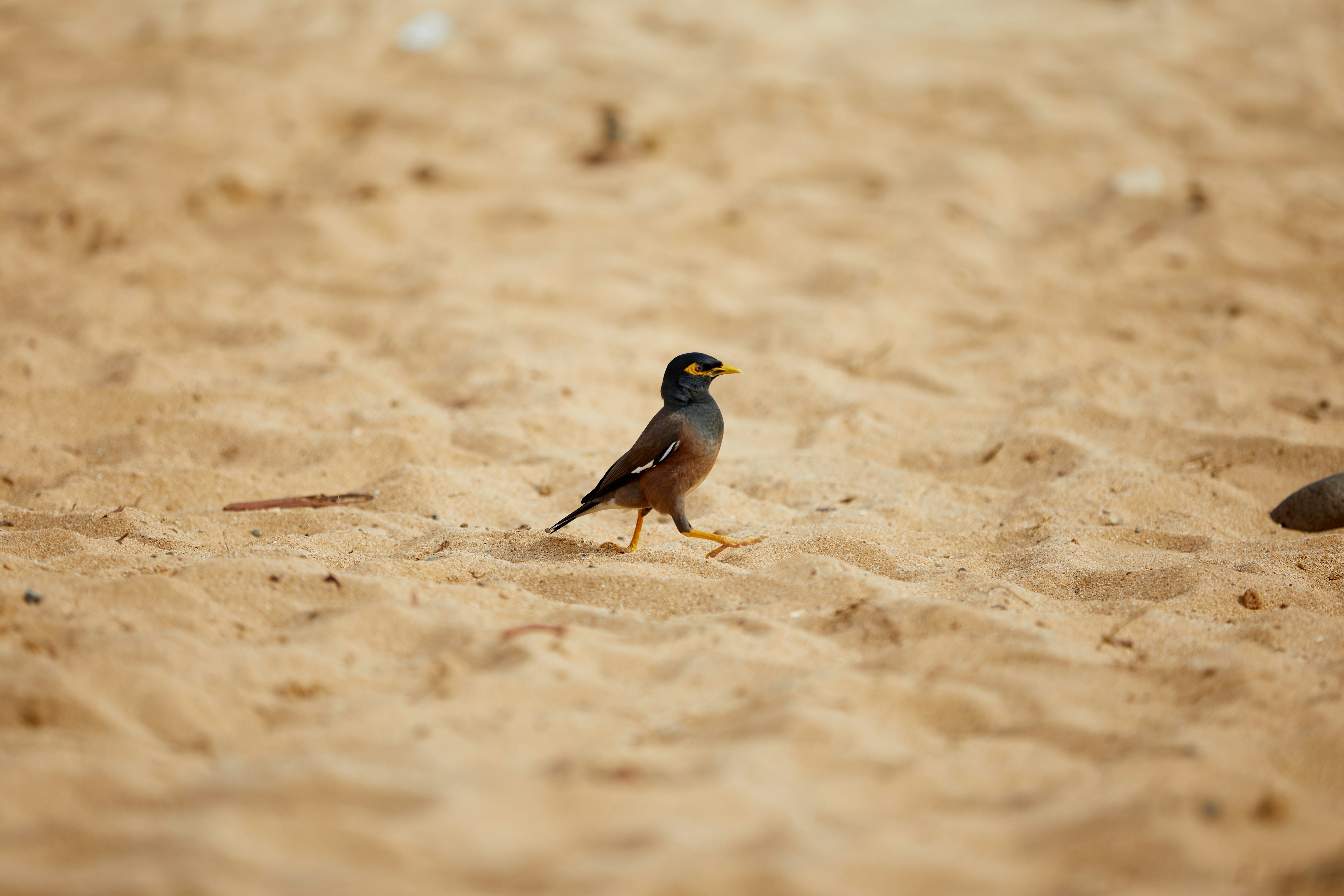 Dune-Warden: A Little Bird Holds Ground on Sunlit Sand